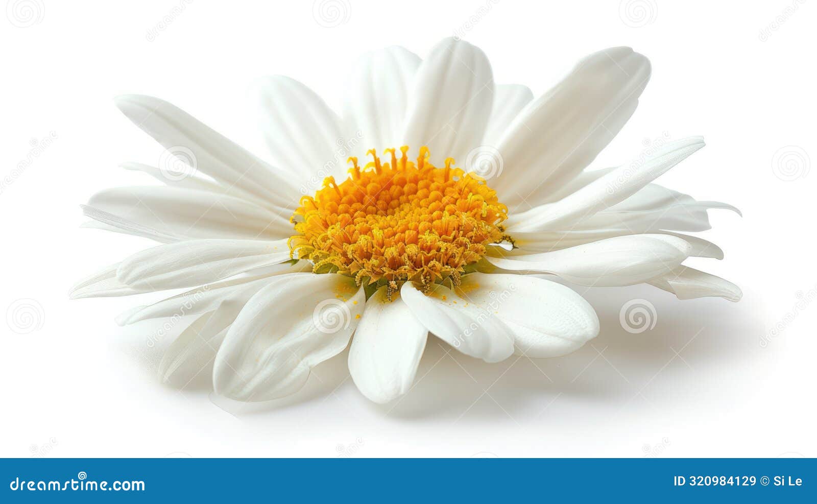 Daisy Bloom: a Versatile Package Design Element - Isolated on White ...