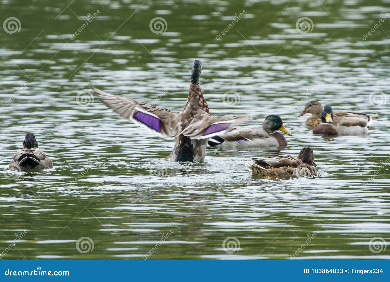 A Female Mallard Duck Getting in a Flap Stock Image - Image of feathers ... A Female Mallard Duck Getting in a Flap Stock Image - Image of feathers ...