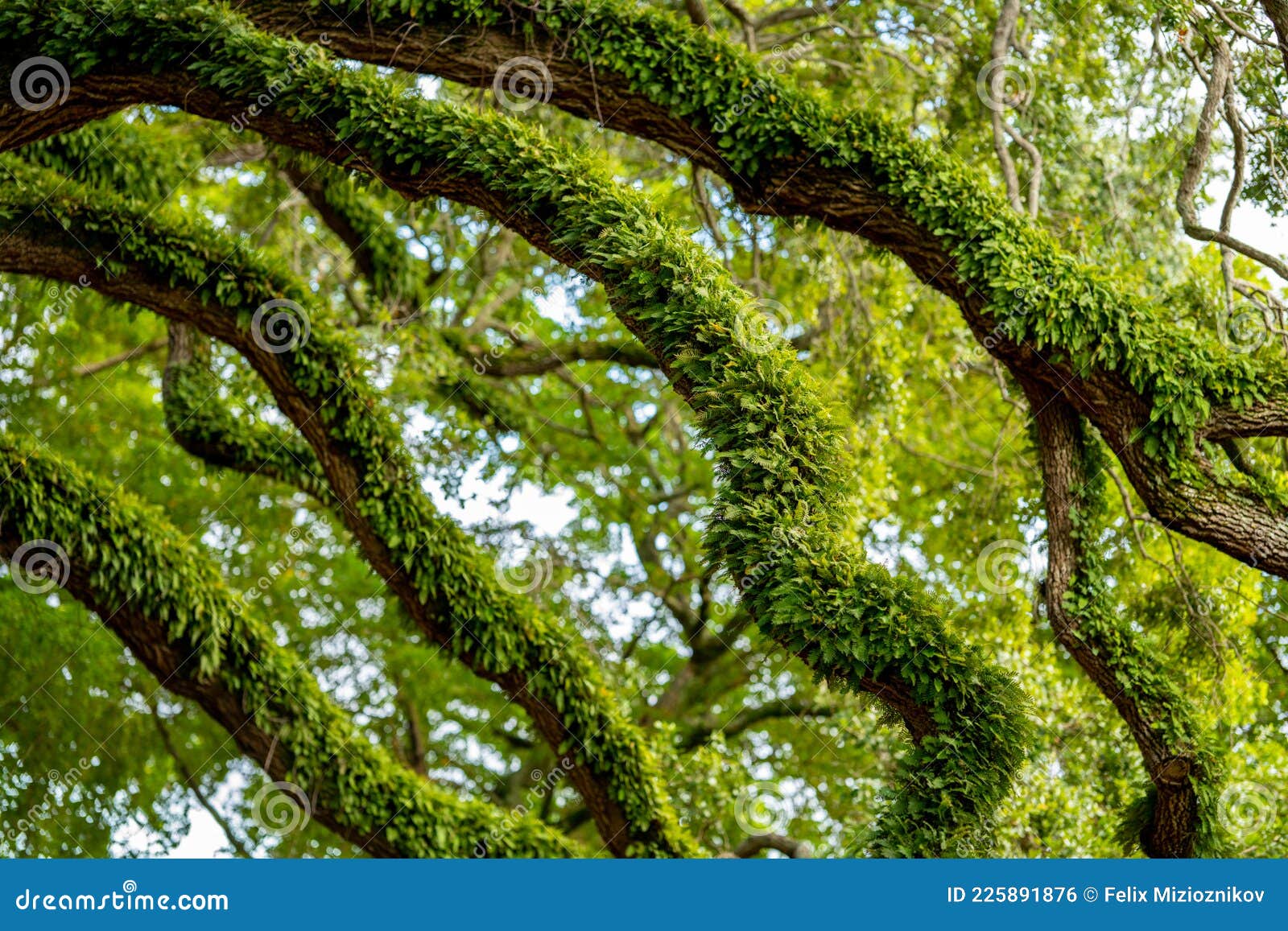 Photo of Fern Growing on a Florida Oak Tree Stock Photo - Image of ...