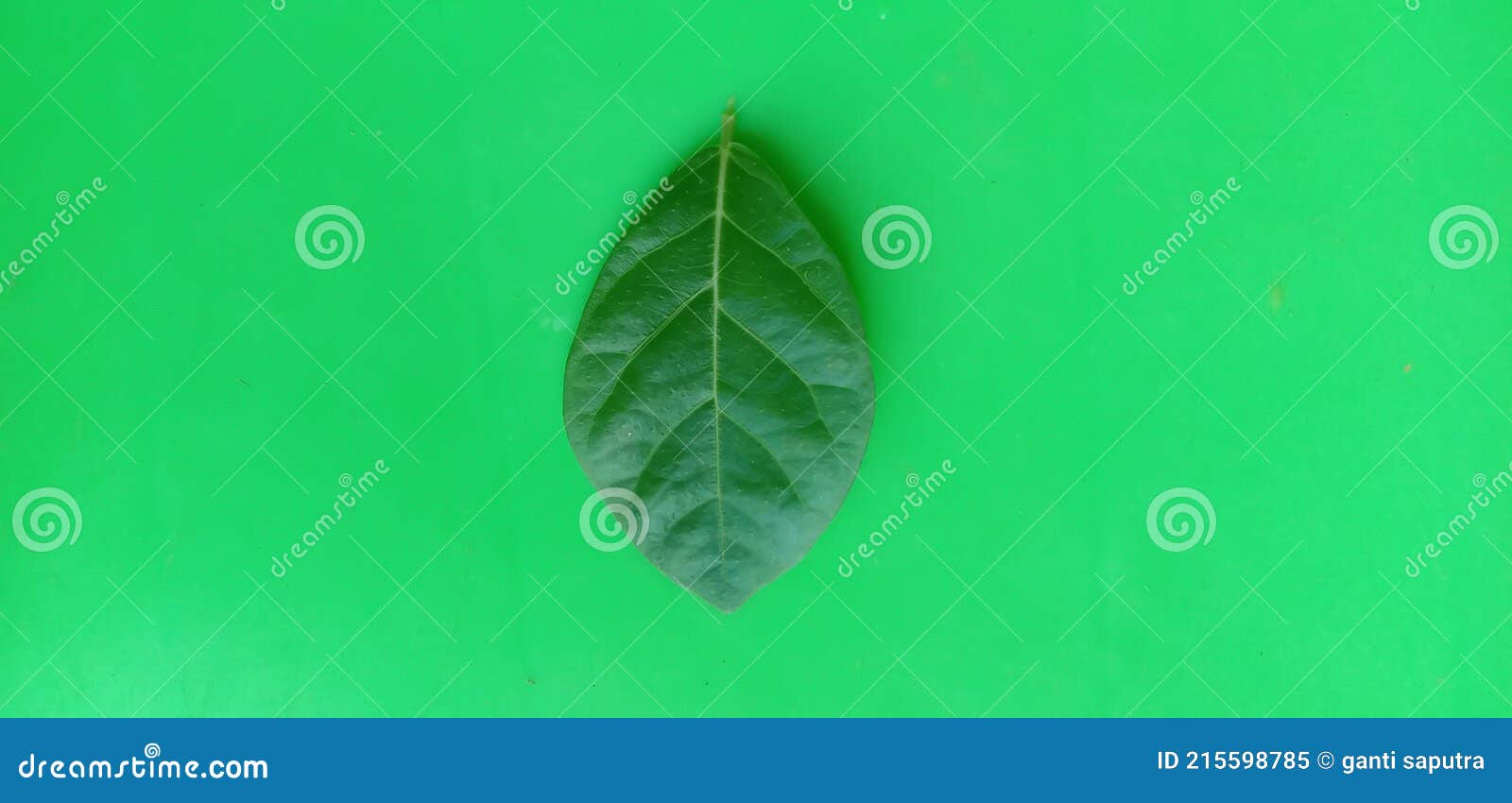 This is a Photo of a Few Leaves on a Green Background Stock Image ...