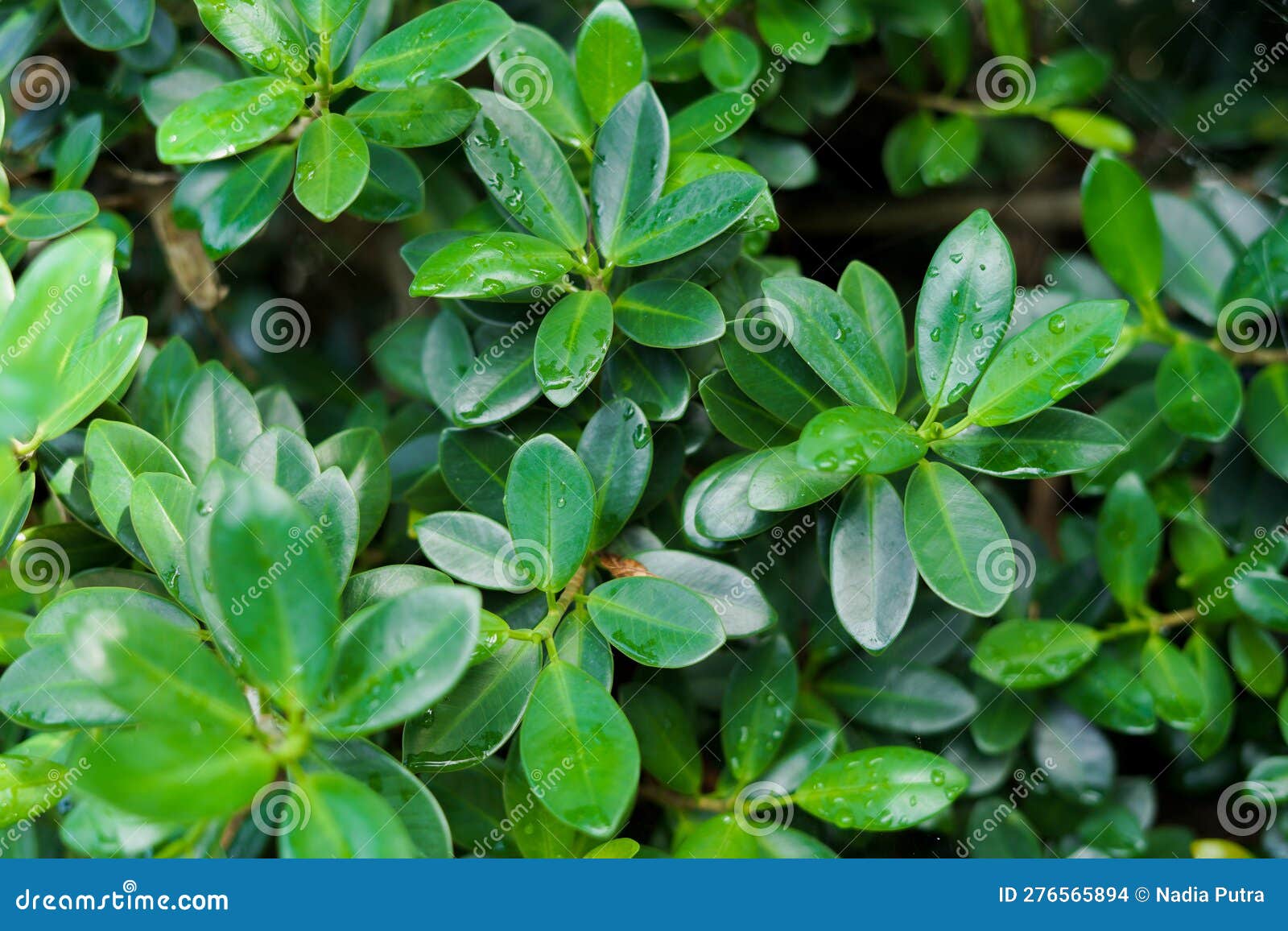 Photo of Ficus Microcarpa Panda Moraceae Stock Photo - Image of ...