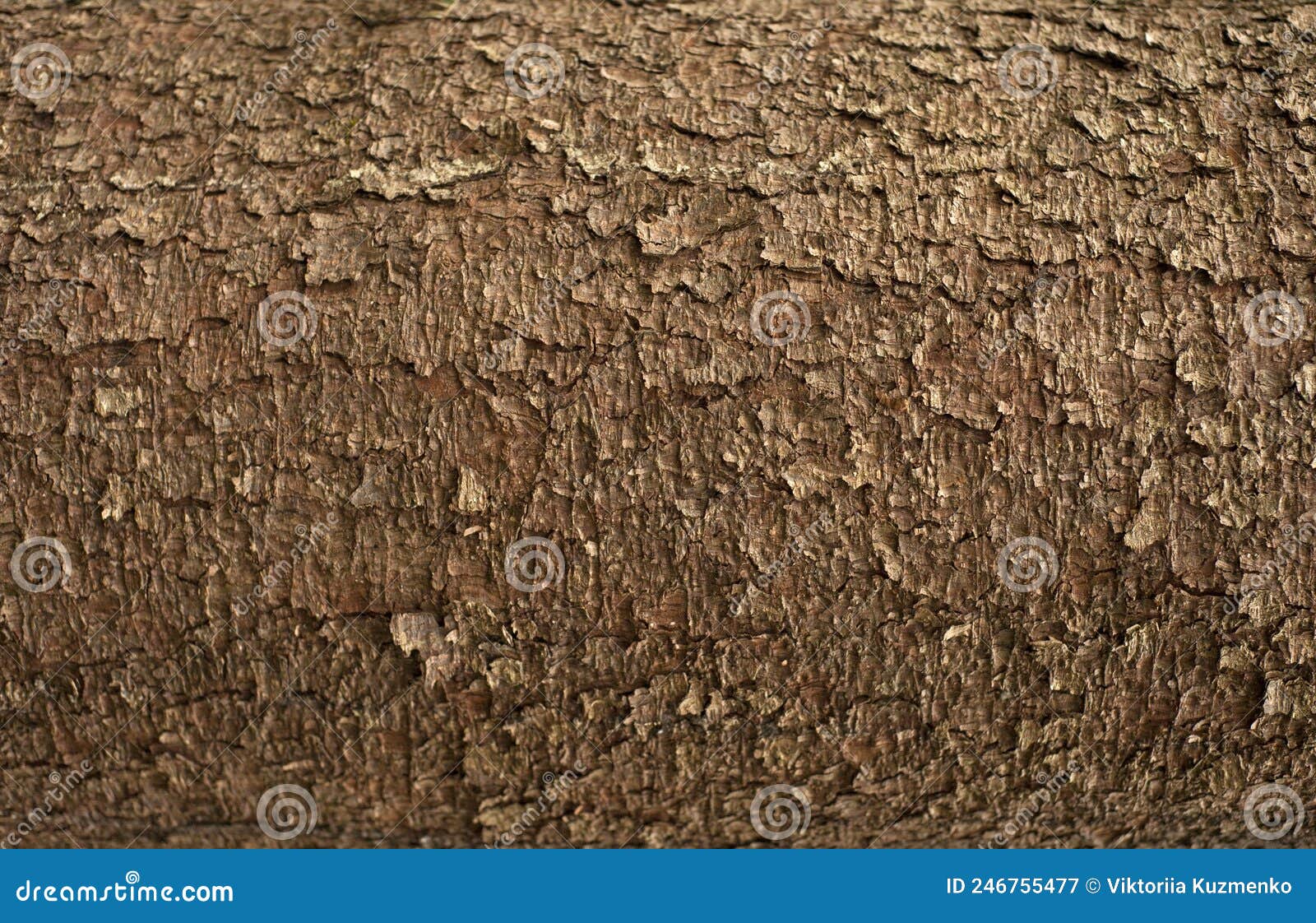 Embossed Texture of the Bark of Fir. Photo of the Fir-tree Texture ...