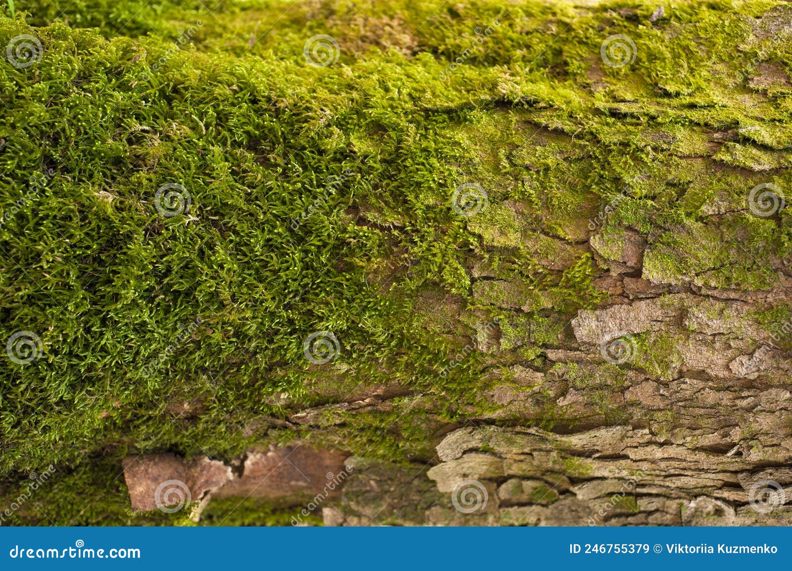 Embossed Texture of the Bark of Fir. Photo of the Fir-tree Texture with ...