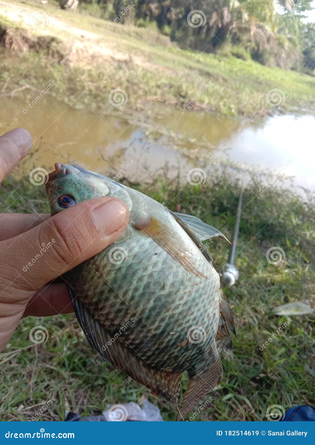 Photo of fish caught stock image. Image of fish, caught - 182514619