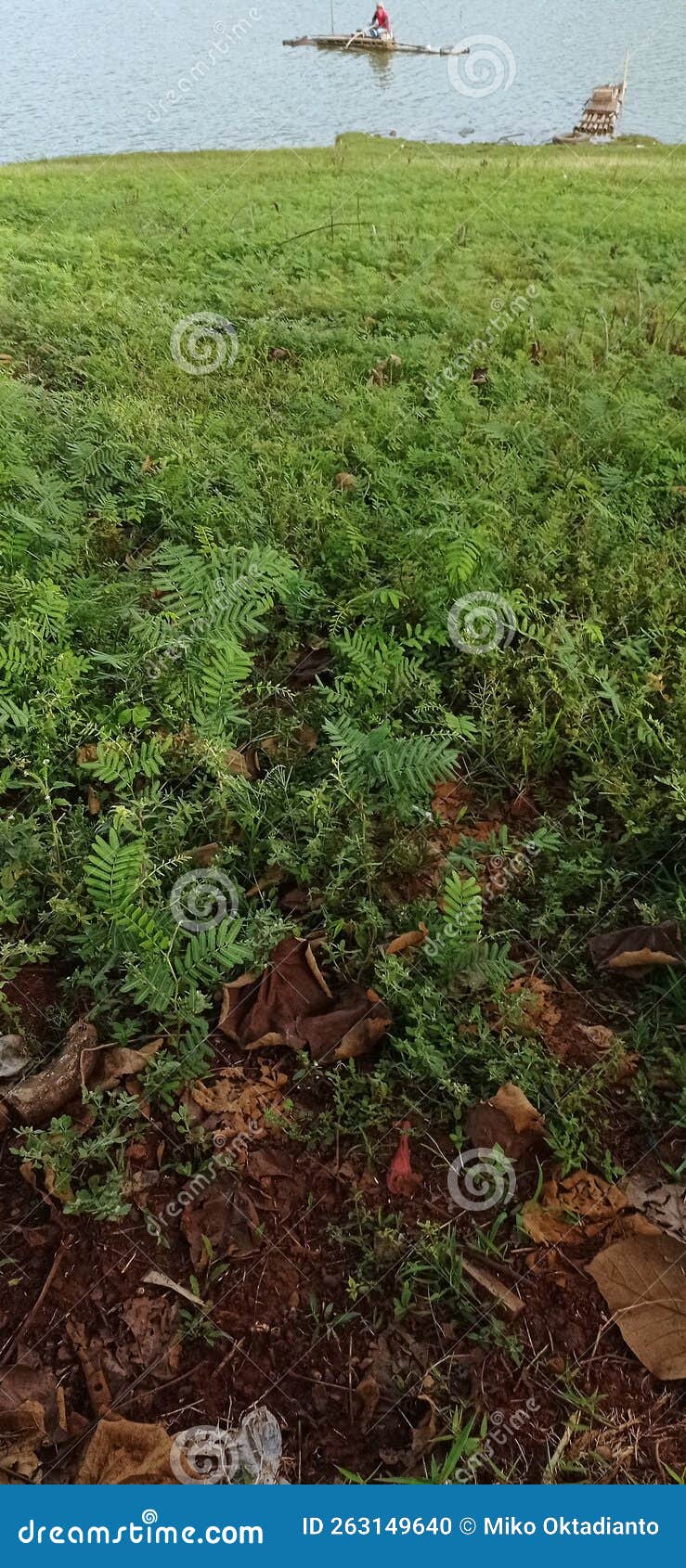 Photo of a Fisherman Grinding Fish Using Cukrik Stock Photo - Image of ...