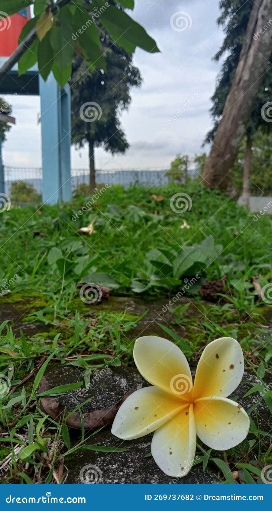 A Photo of a Flower Falling Down with a View from a High Mountain Stock ...