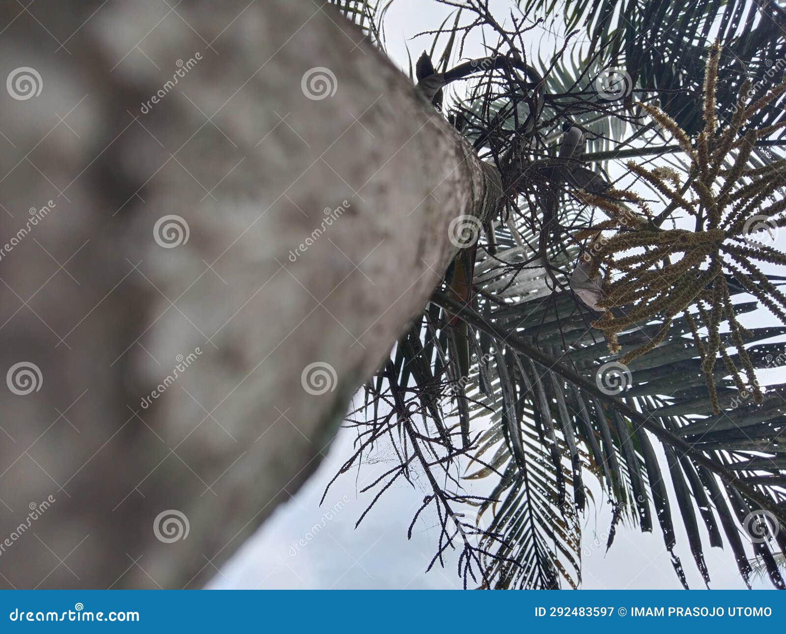 Photo of a Flowering Coconut Tree from Below Stock Image - Image of ...