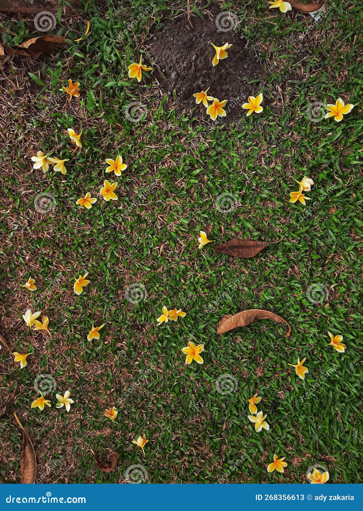 Photo of Flowers Scattered on the Grass Stock Image - Image of yellow ...