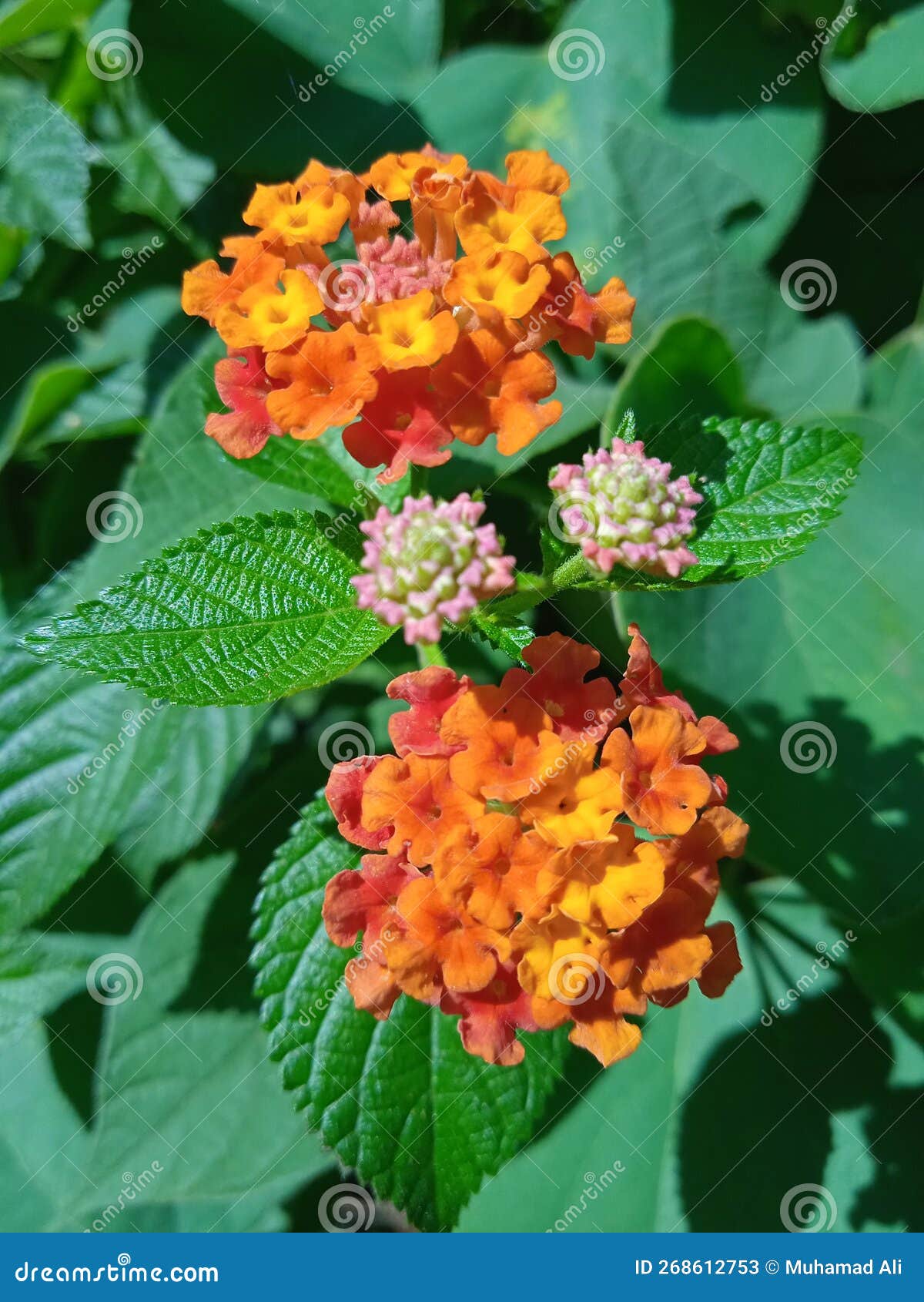 Photo flowers shoot stock image. Image of produce, food - 268612753