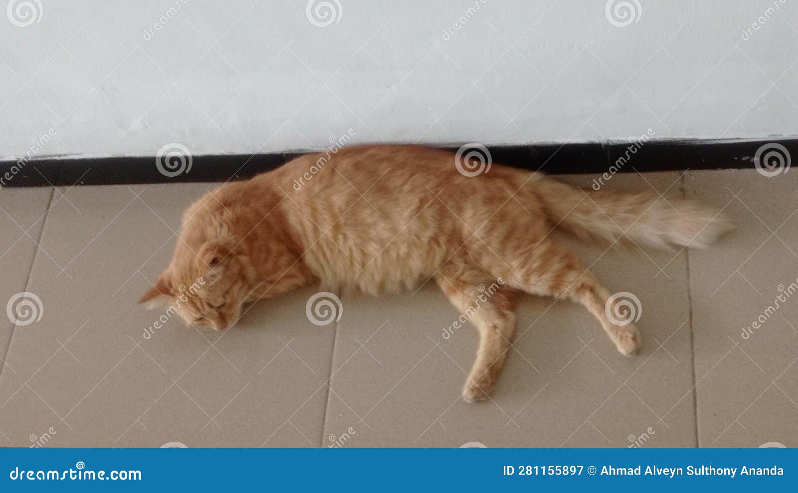 Fluffy Fluffy Orange Cat Sleeping Stock Image - Image of landscape ...