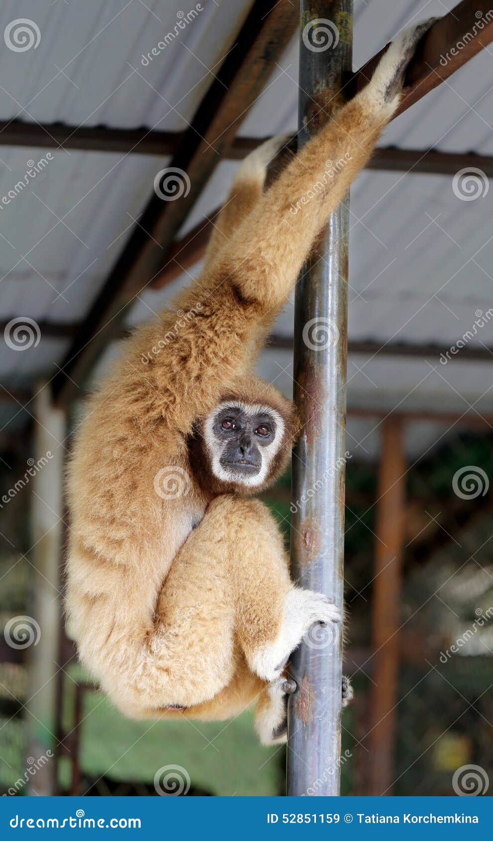 Photo fluffy monkey stock image. Image of fluffy, anxious - 52851159