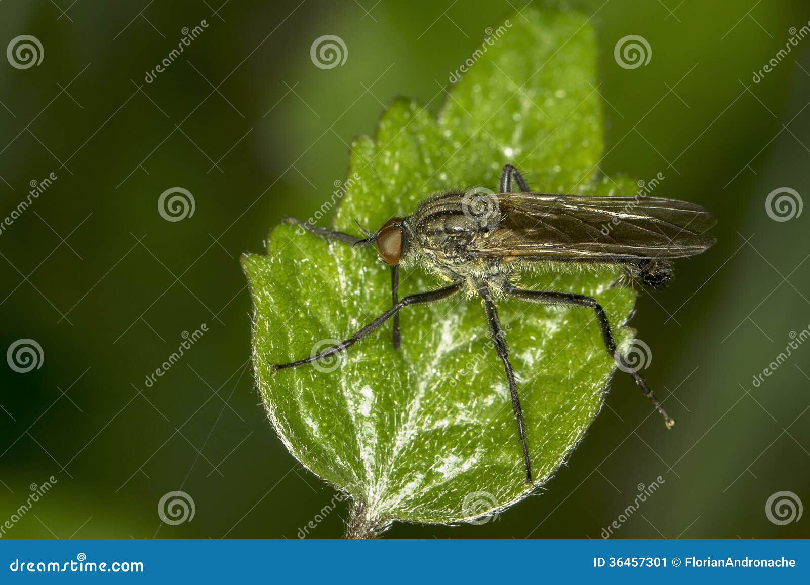 Photo of a fly on a leaf stock image. Image of black - 36457301