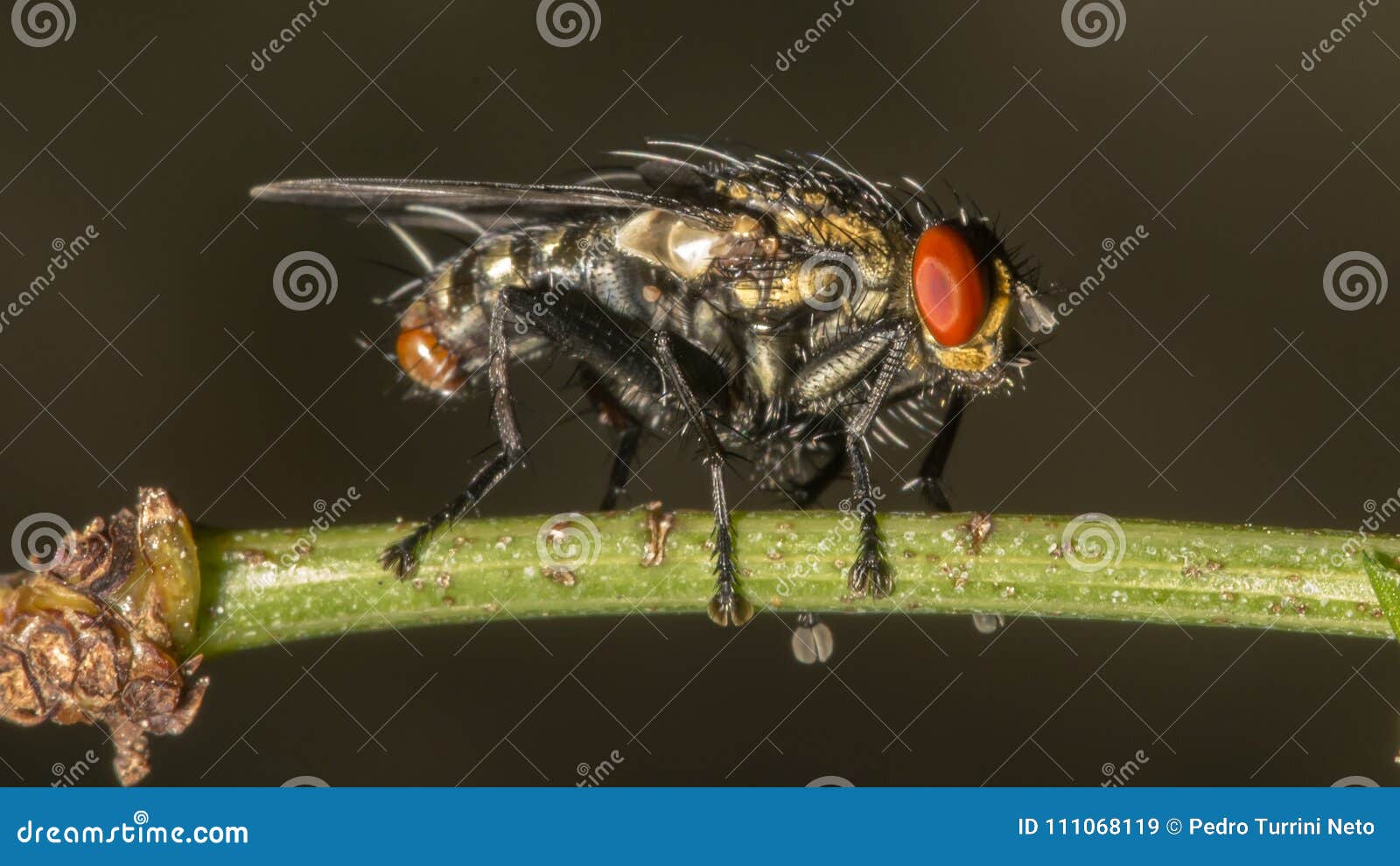Fly on stem close up stock image. Image of pest, extreme - 111068119