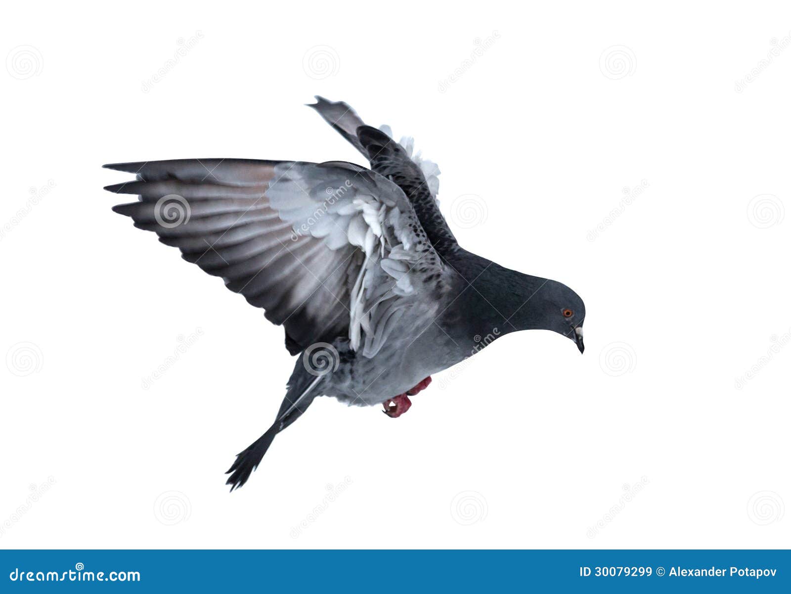 Dark Dove Isolated on White Stock Image - Image of body, elegance: 30079299