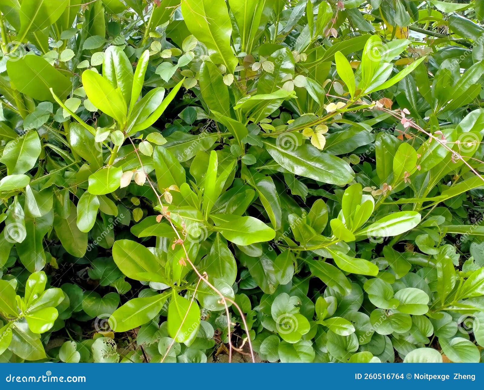 Foliage Growing by the Beach Stock Photo - Image of garden, branch ...