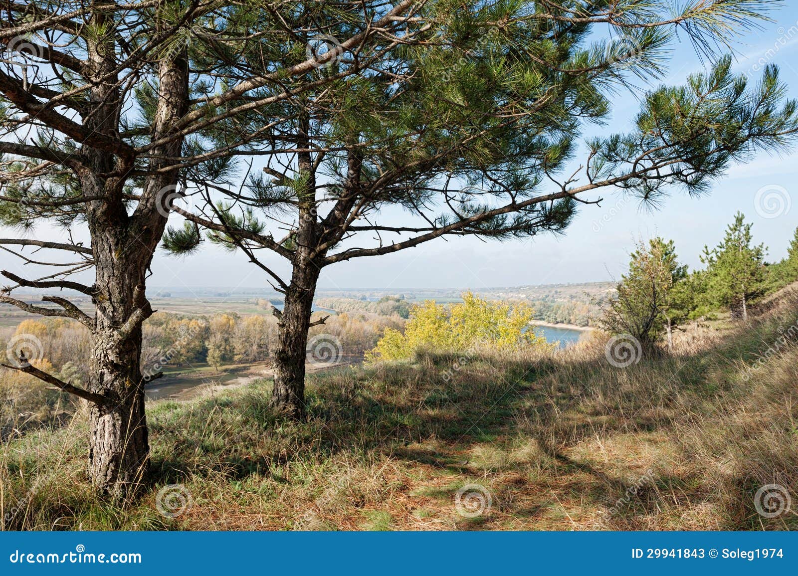 Forest on high riverside stock image. Image of golden - 29941843