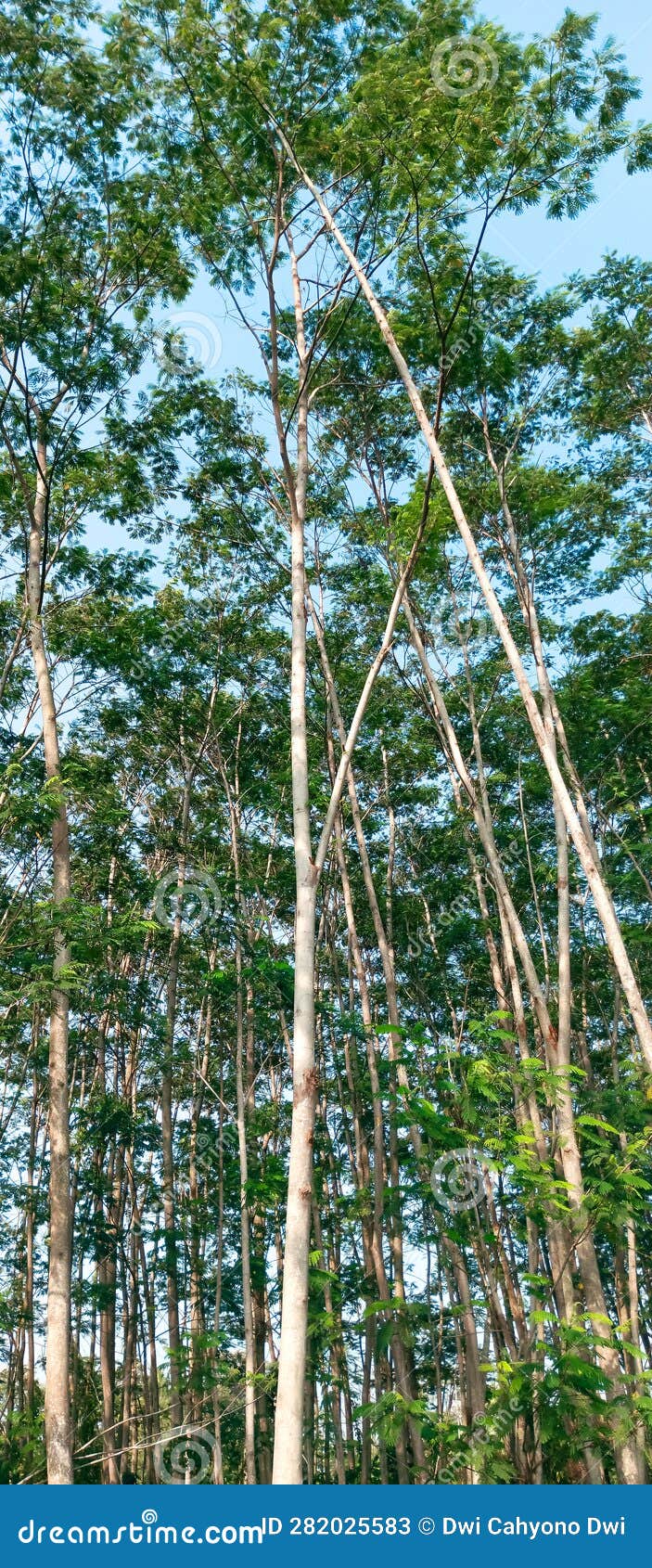 Photo of Forest of Sengon Trees, Taken from Afar Stock Image - Image of ...