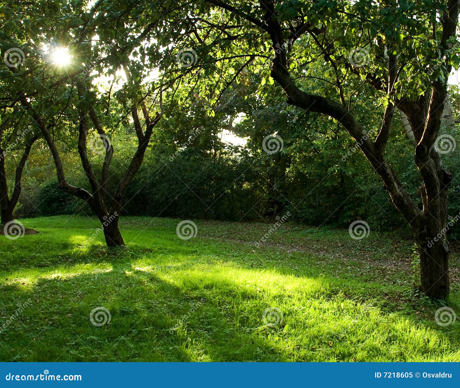 Photo of Forest with Shadows Stock Image - Image of branch, woods: 7218605