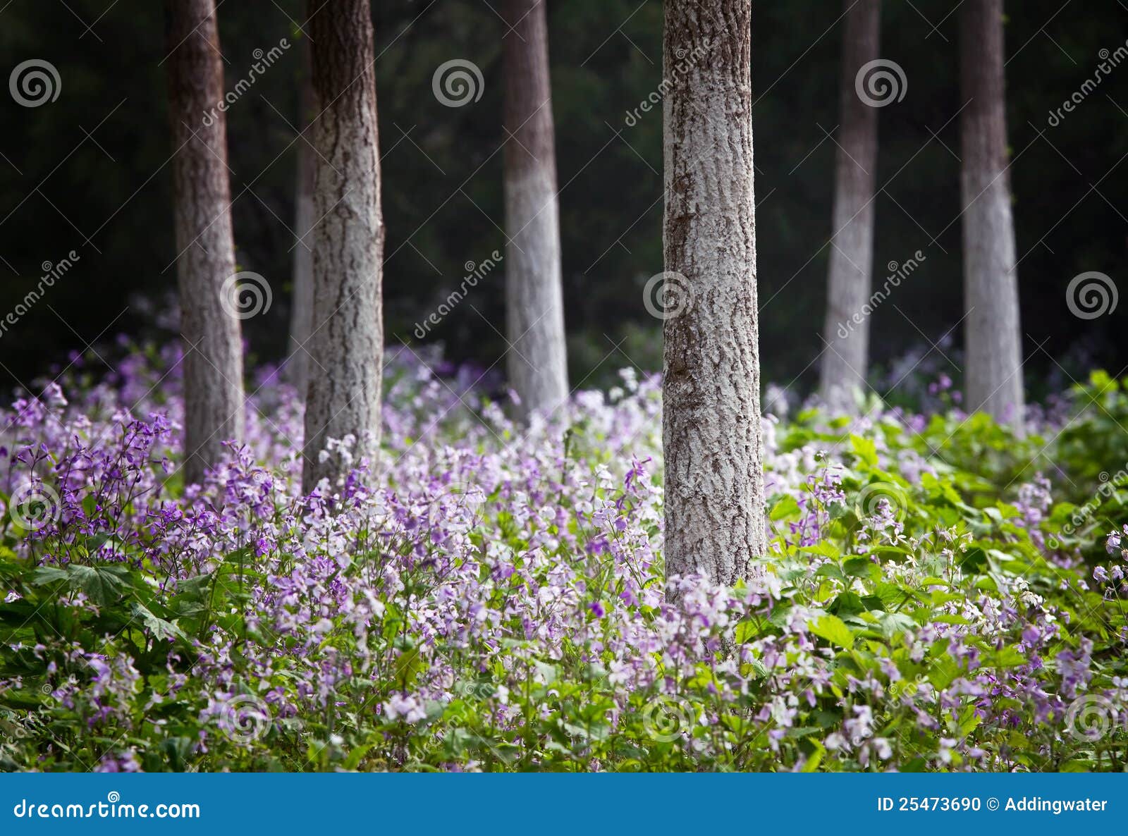 Photo of Forest in the Springtime Stock Photo - Image of april, flake ...
