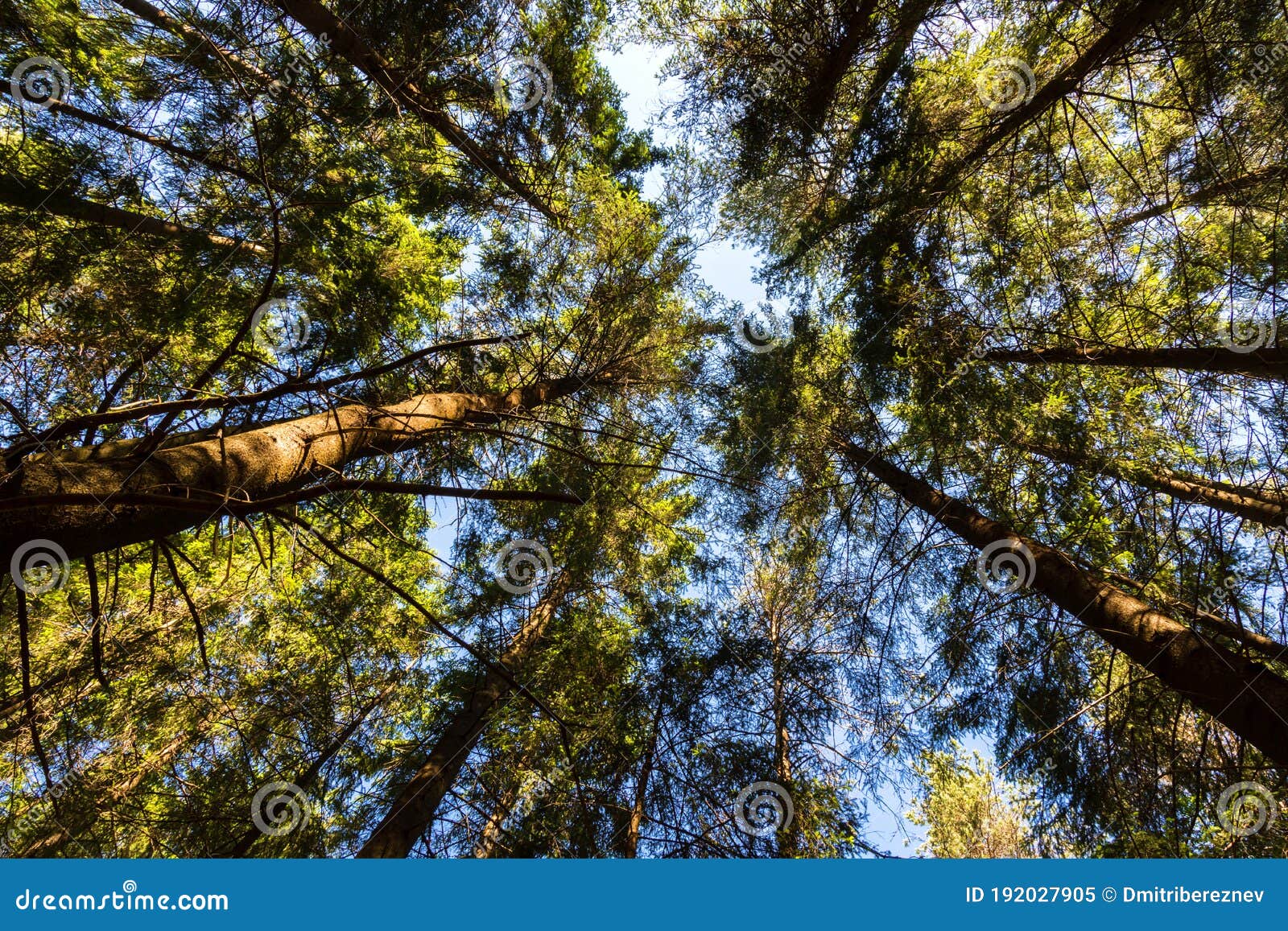 Photo of Forest Tree Crowns Against a Clear Blue Sky Stock Image ...