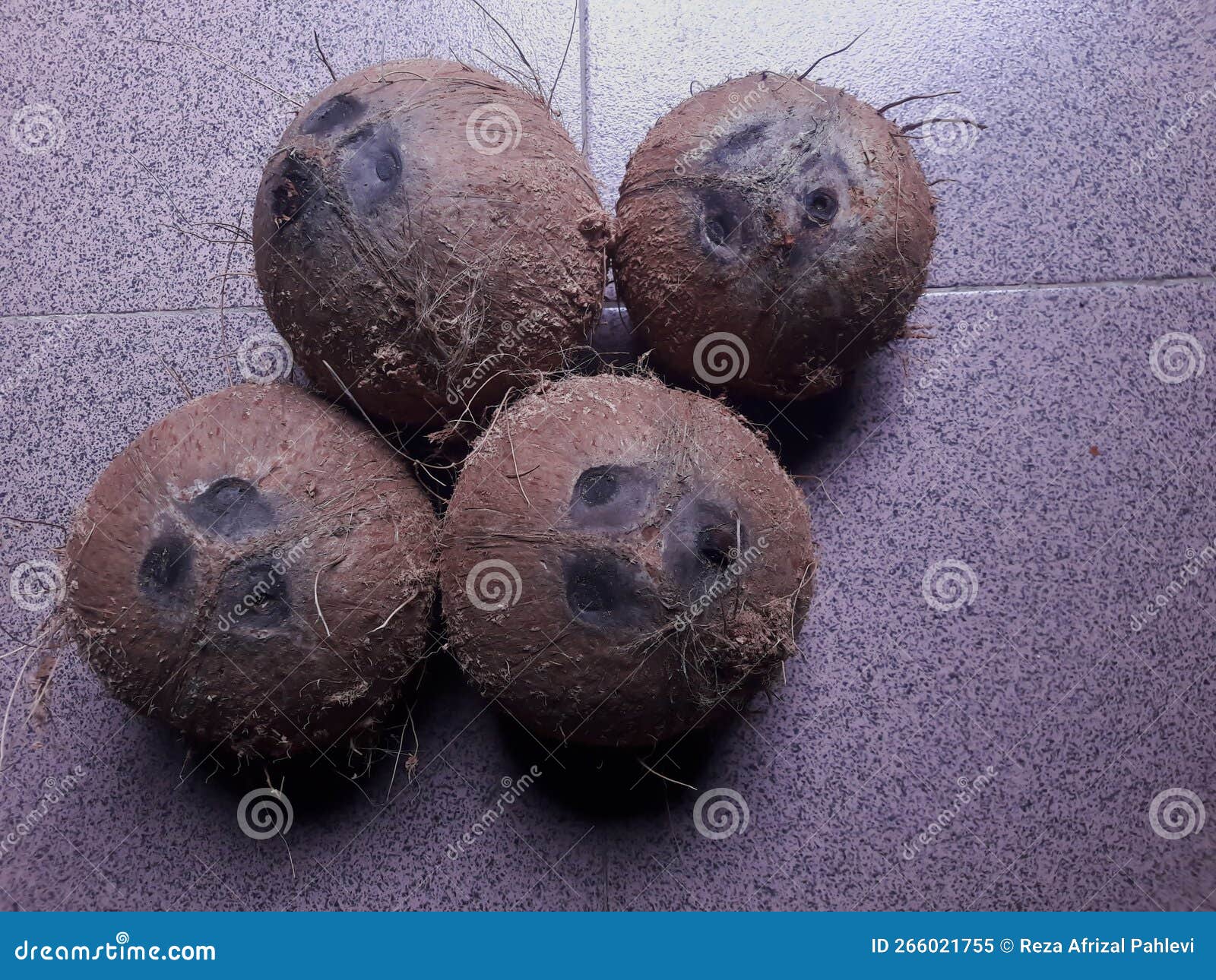 Photo of Four Old Coconuts on the Tiled Floor Stock Image - Image of ...