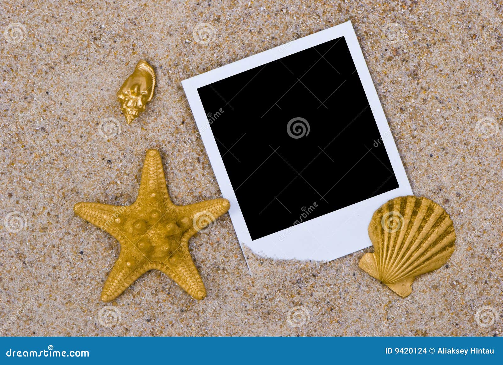 3,237 Golden Sea Shells Stock Photos - Free & Royalty-Free Stock Photos ...