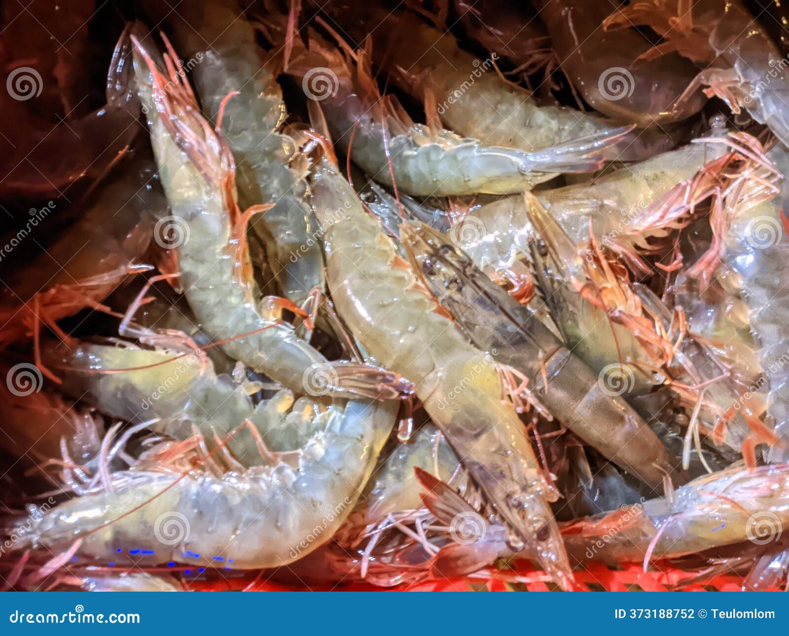 Fresh Vannamei Shrimps, Whiteleg Shrimp, Pacific White Shrimp Or King ...