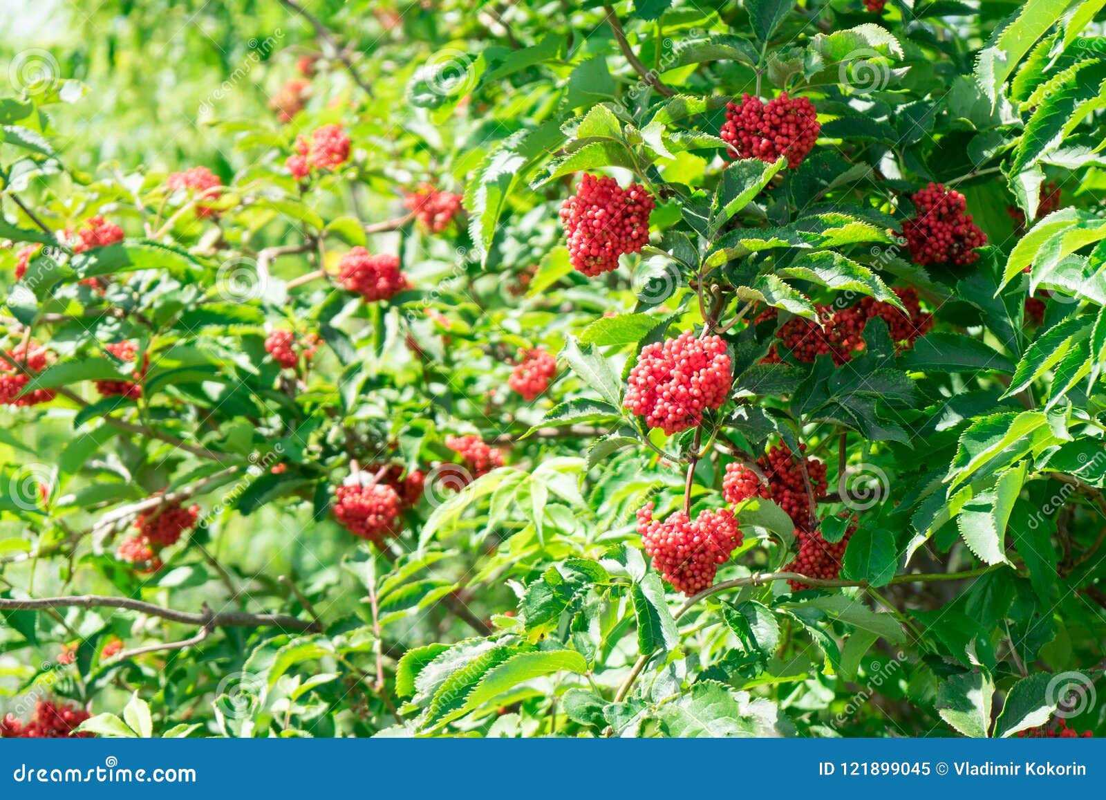 Photo of the Fruit of Red Elderberry. Stock Image - Image of european ...