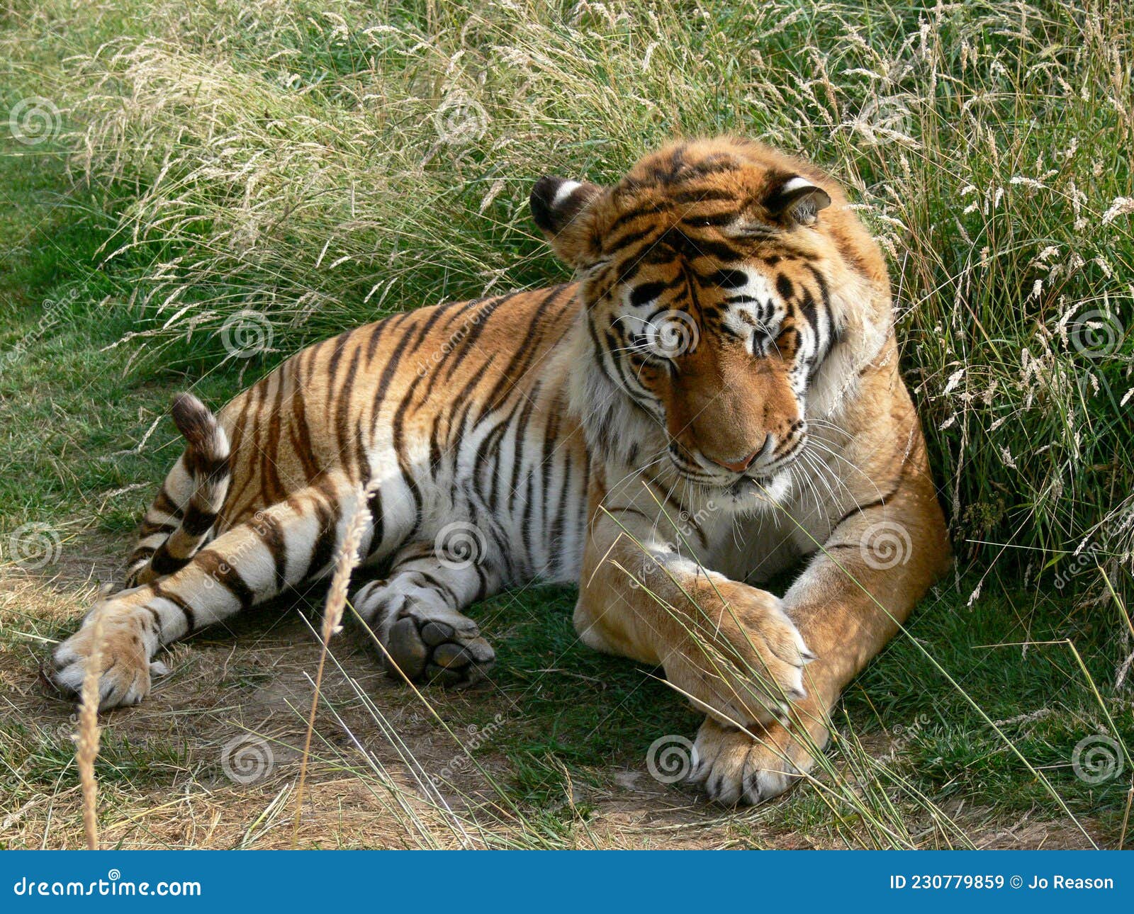 A Photo of a Full Body of a Tiger Stock Image - Image of carnivore ...