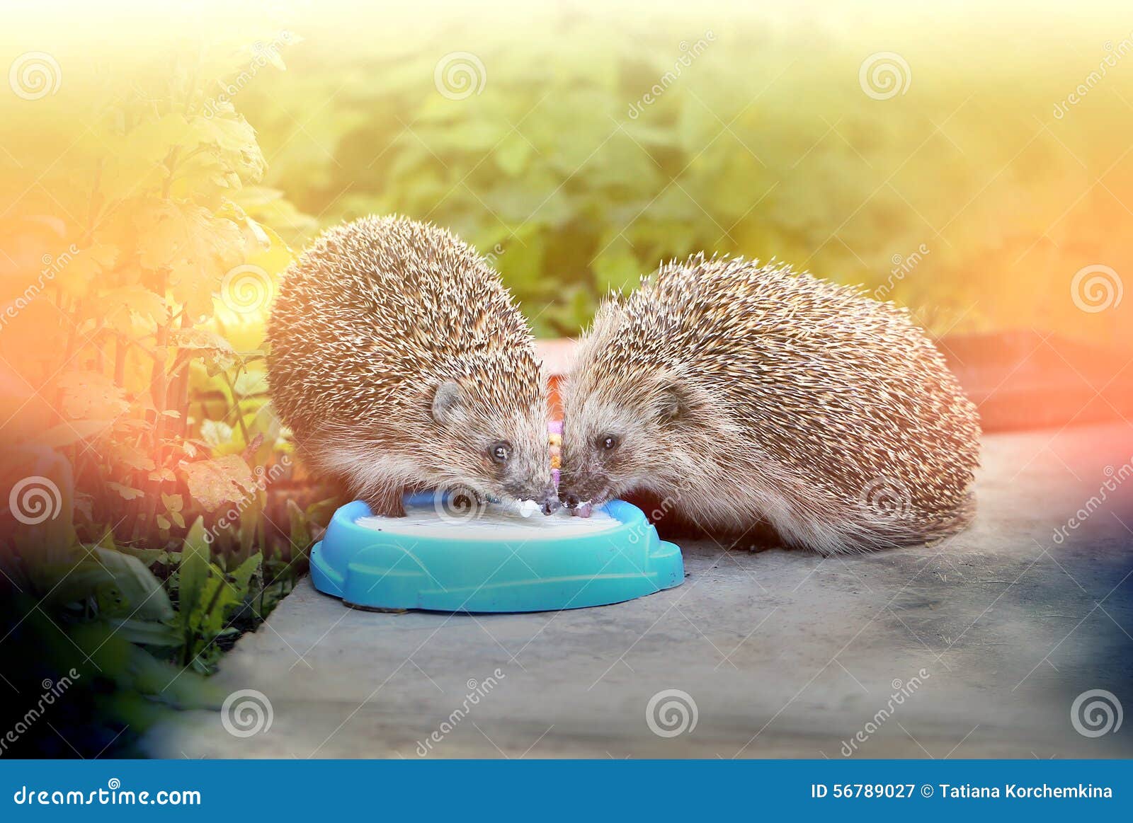 Photo funny hedgehogs stock image. Image of dinner, hedgehog - 56789027