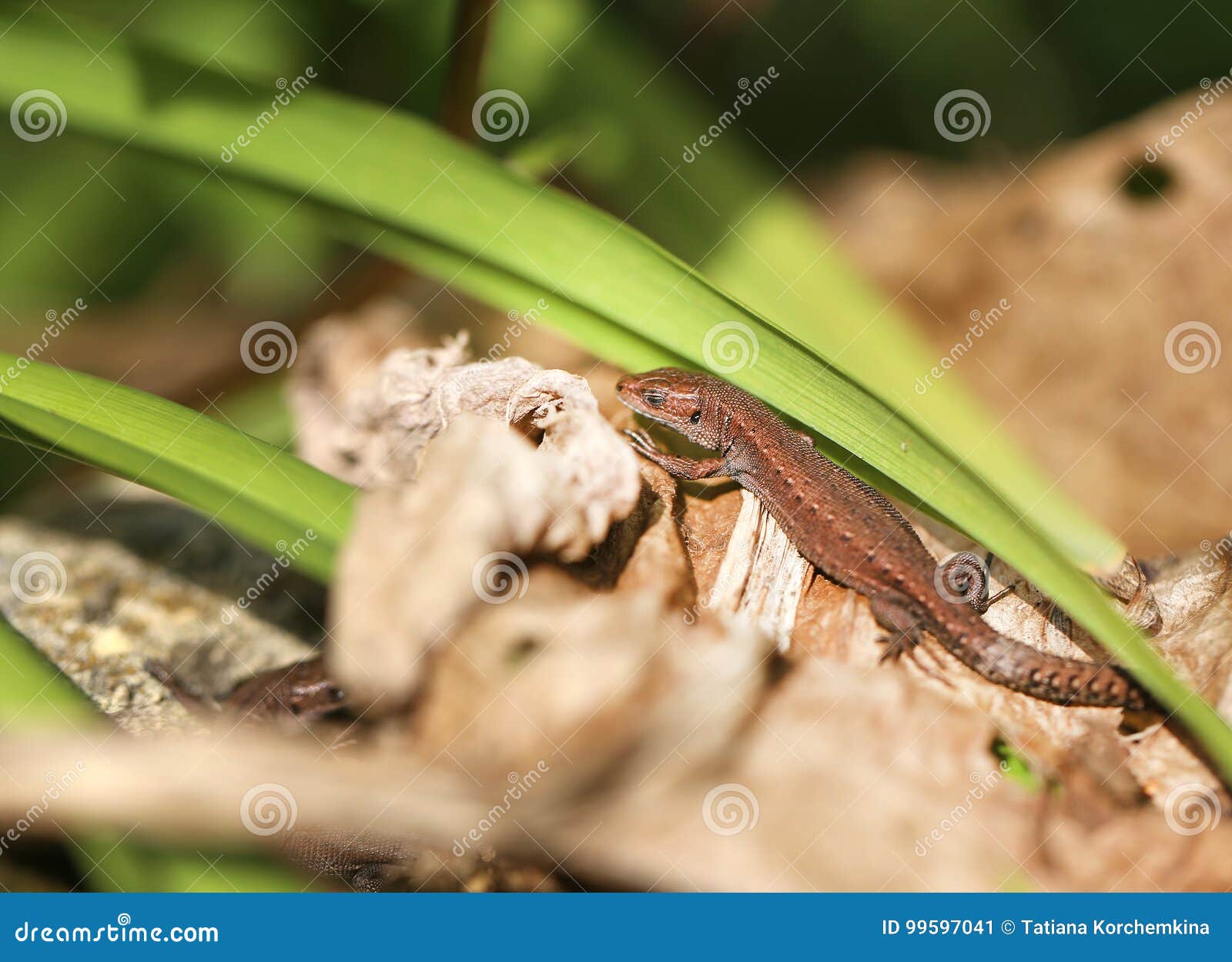 Photo of a Funny Little Lizard Stock Image - Image of nature, beast ...