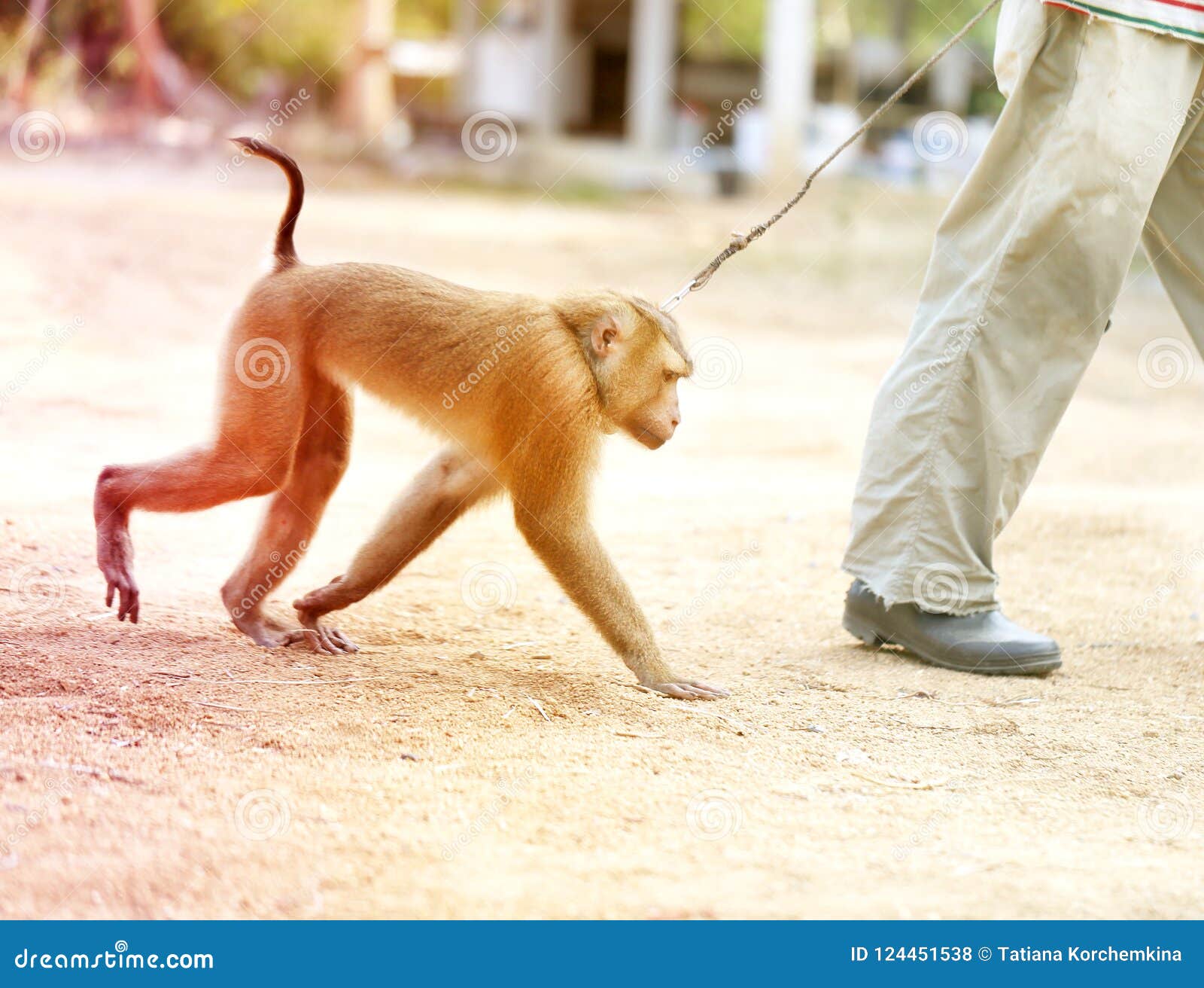 Photo of a Funny Monkey on a Leash Stock Photo - Image of nature, funny ...