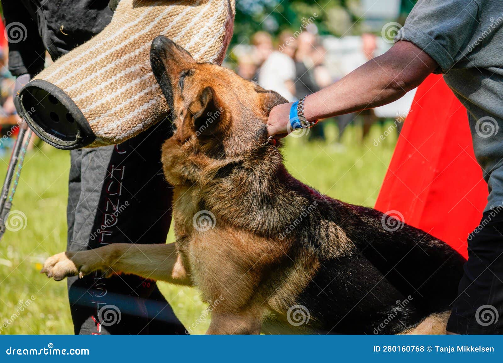 Shepherd dog biting stock photo. Image of domesticated - 280160768