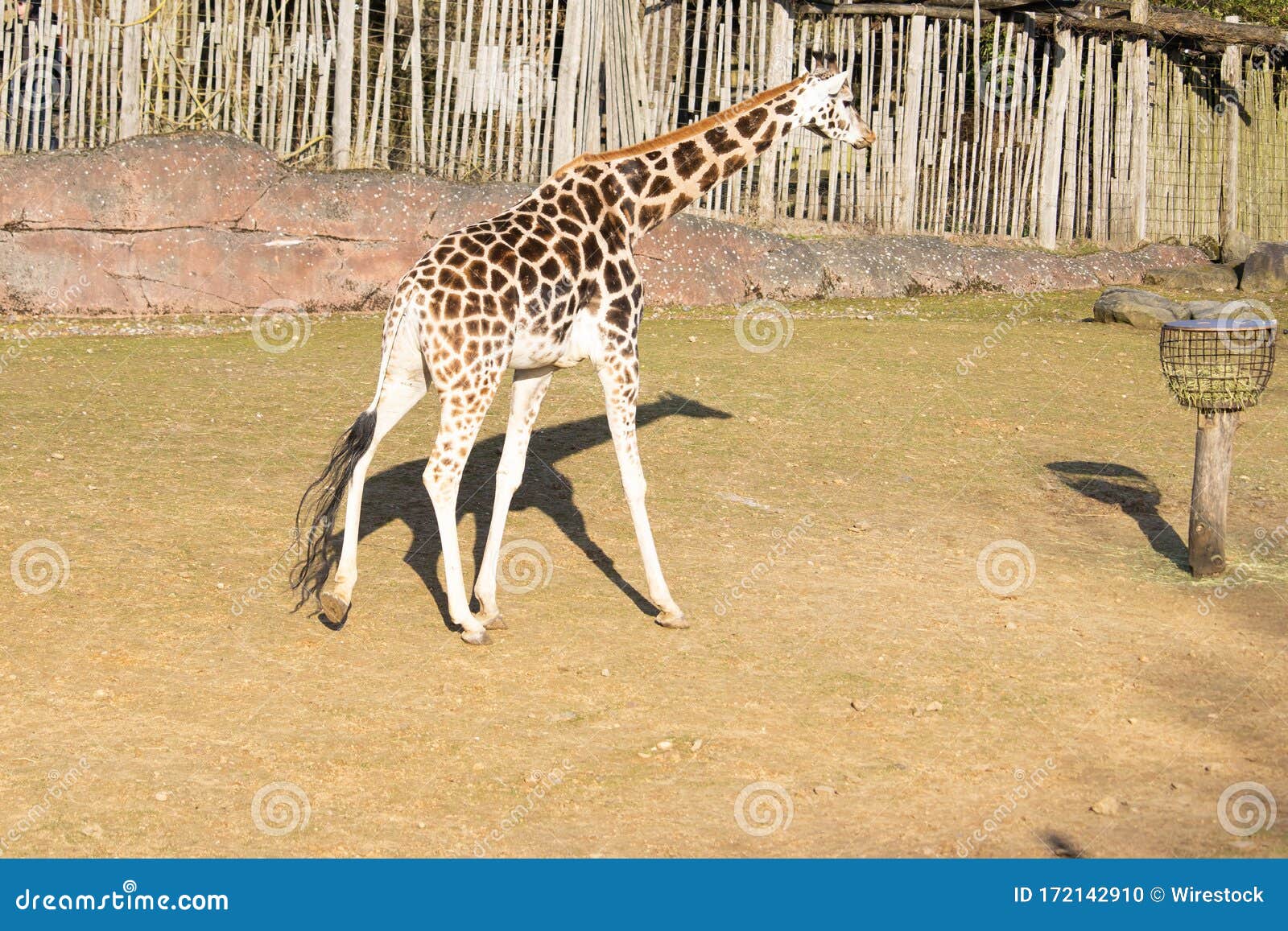 Photo of a Giraffe and a Feeding Trough Inside a Pen in a Zoo Stock ...