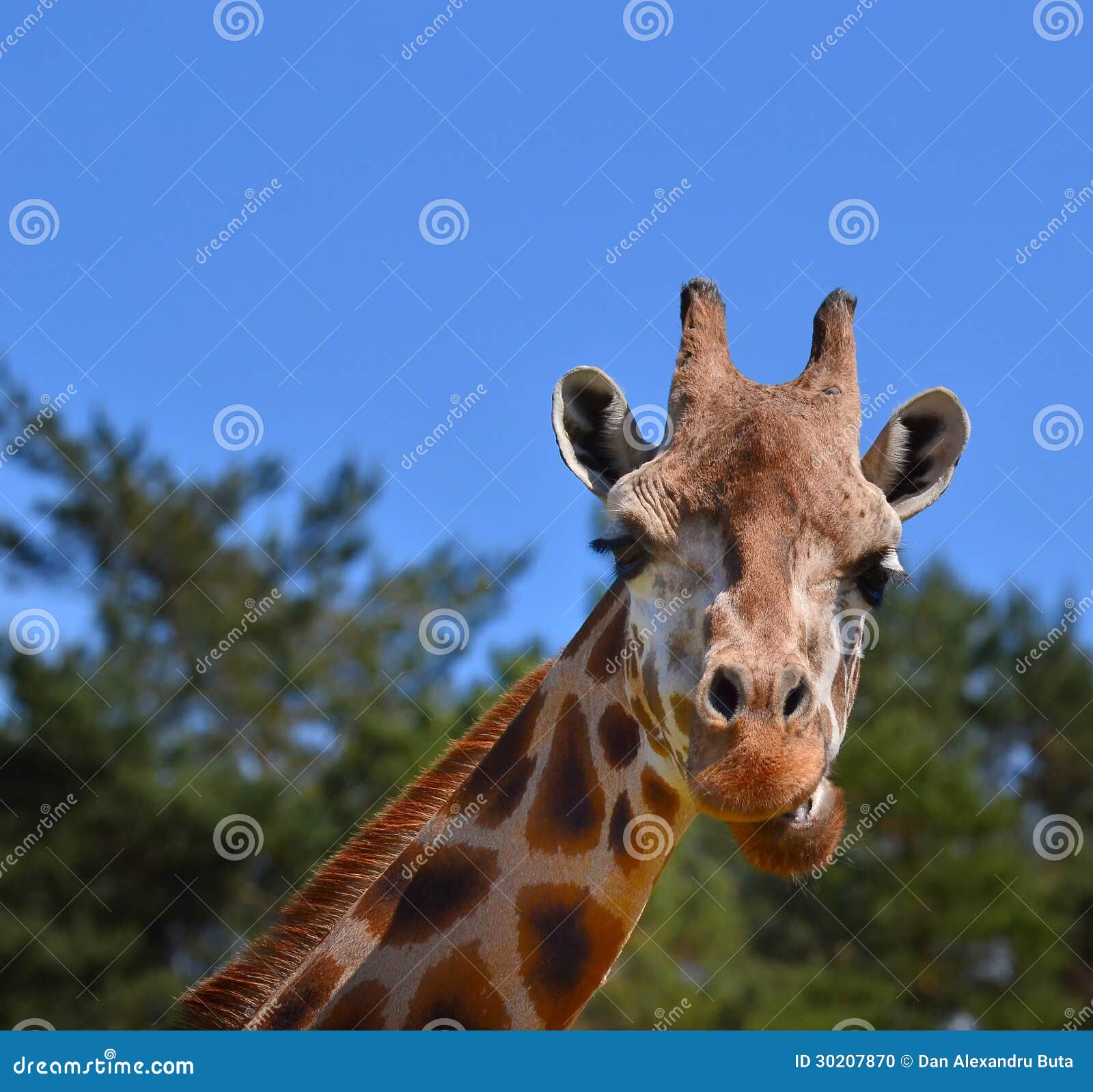 Laughing Giraffe Stock Photo | CartoonDealer.com #30207870