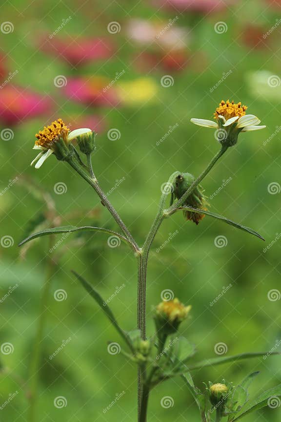 Photo of Gletang Flower Plant. Its Latin Name is Tridax Procumbens L ... Photo of Gletang Flower Plant. Its Latin Name is Tridax Procumbens L ...