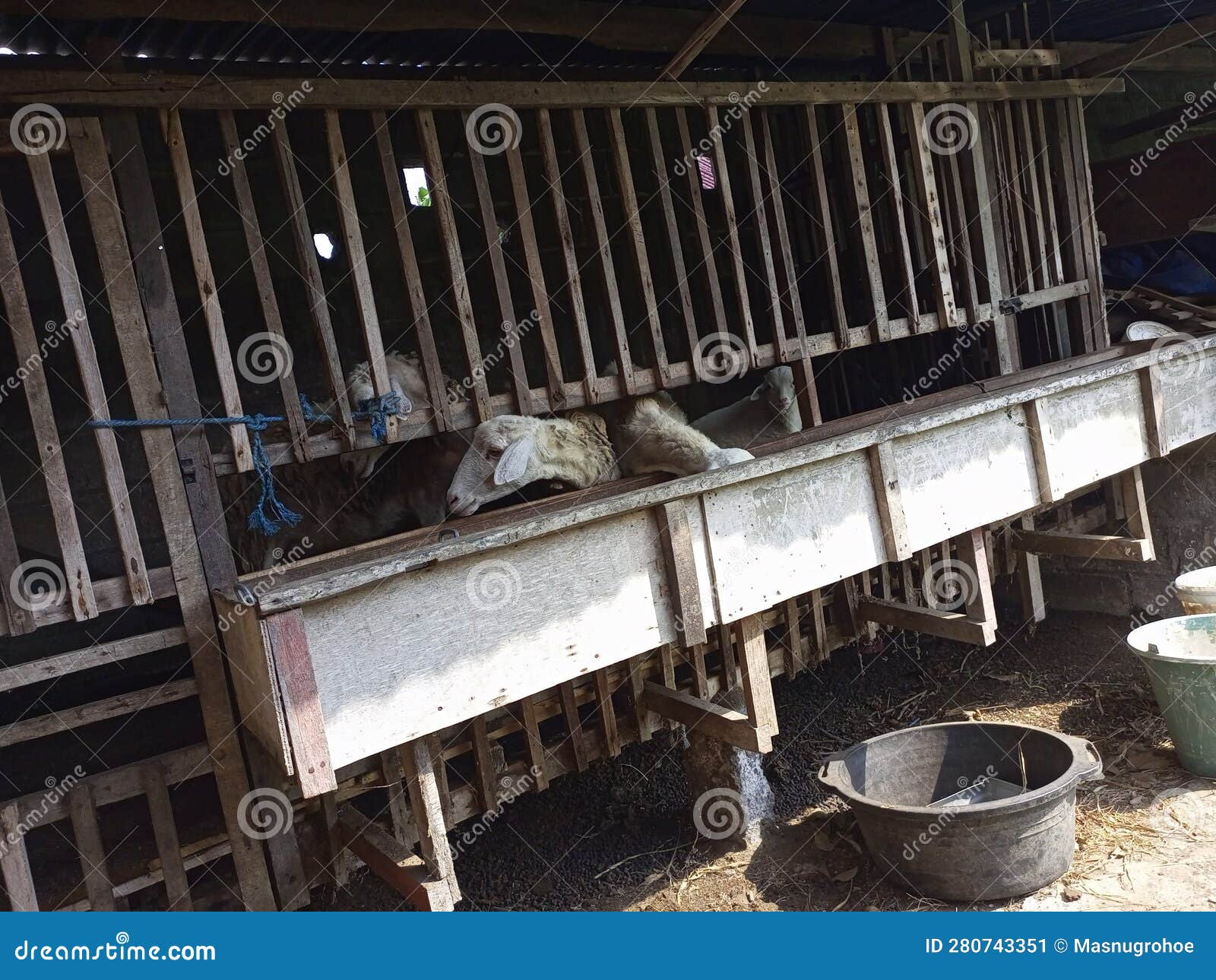 Photo of a Goat Pen with Goats in it Stock Image - Image of goats ...