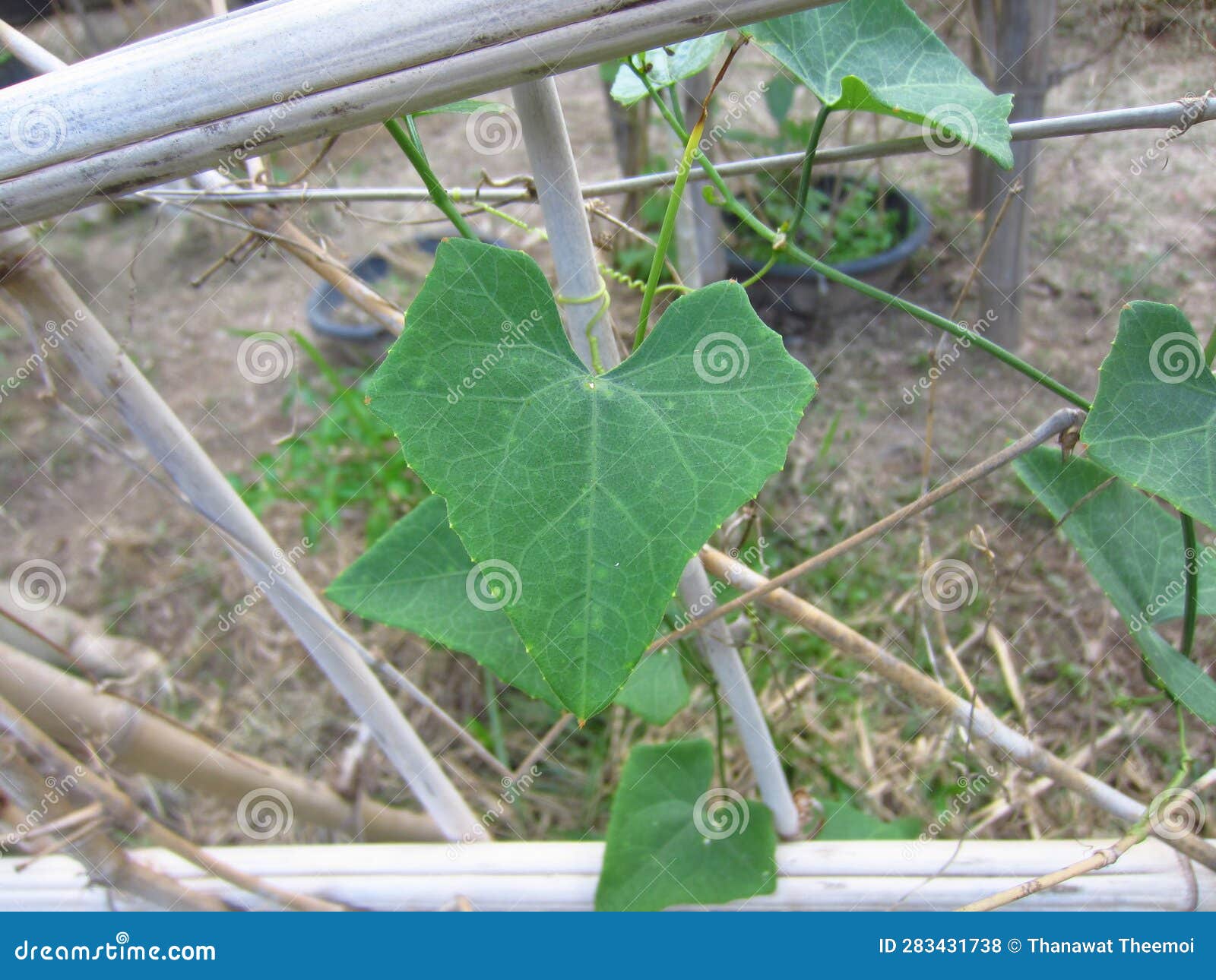 Photo of Gourd Leaves and Stems Stock Photo - Image of natural, fresh ...