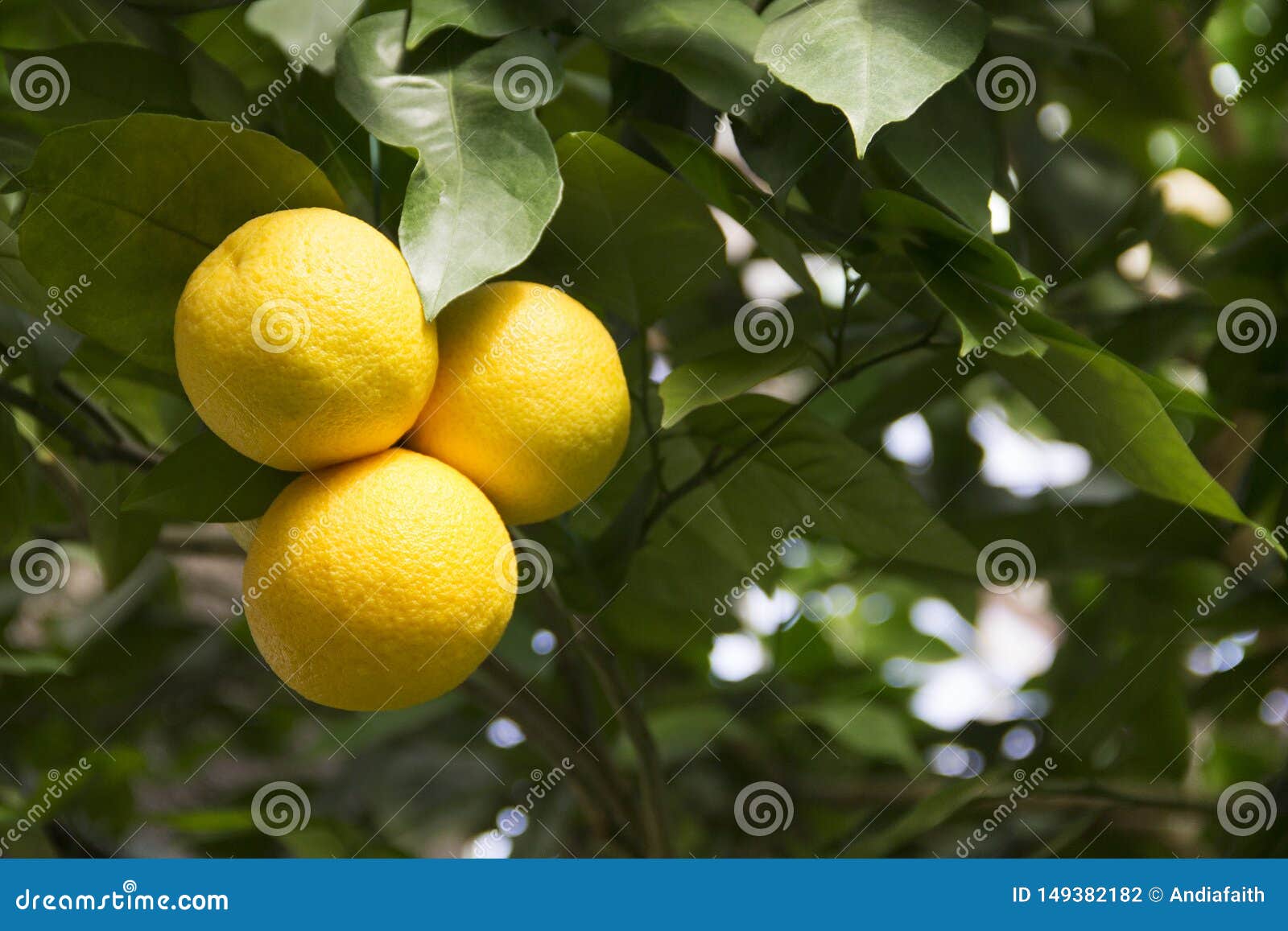 Photo of Grapefruit Tree in Botanical Garden Stock Photo - Image of ...