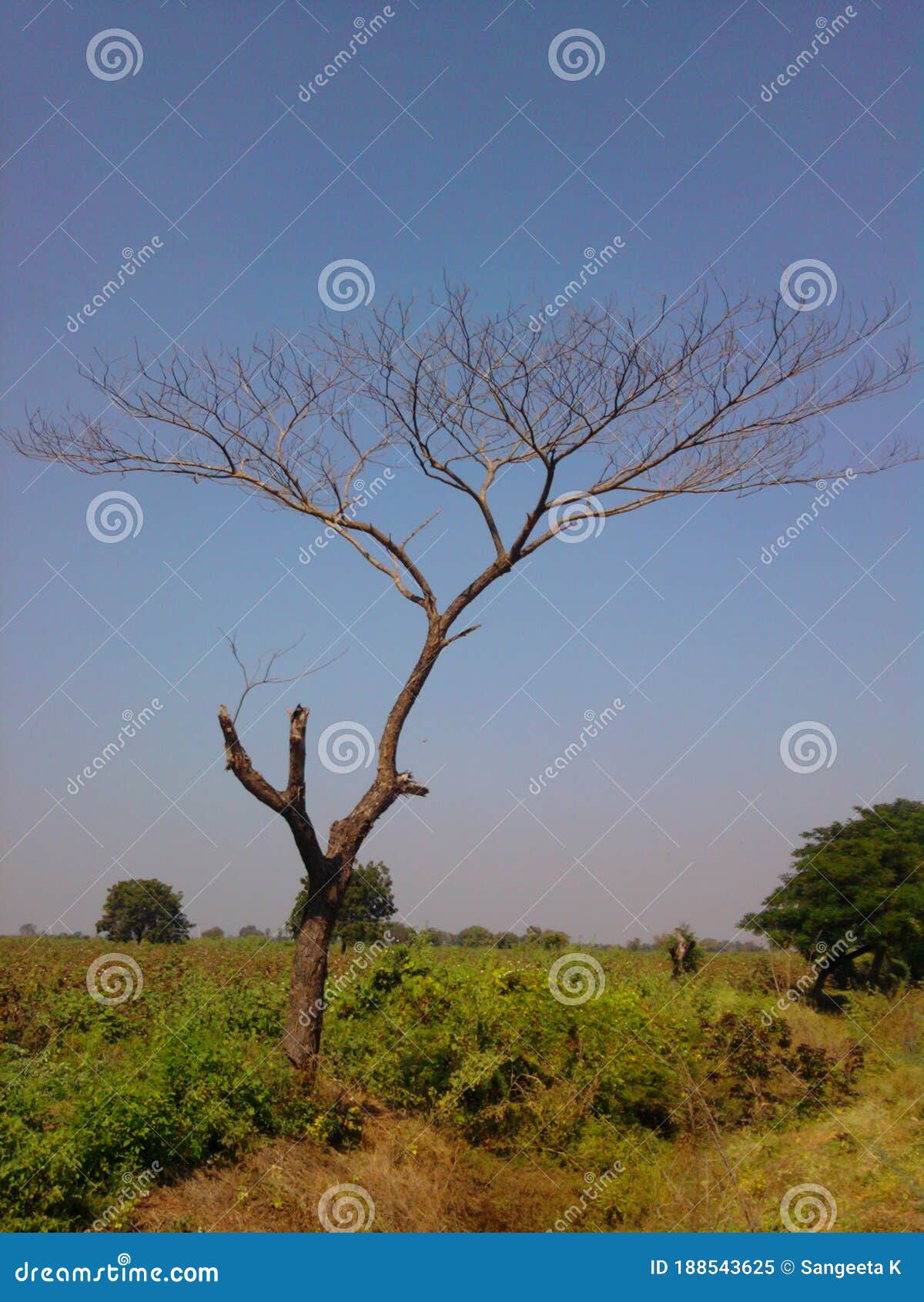 Beautiful Land Scape and a Tree Stock Image - Image of tree, land ...