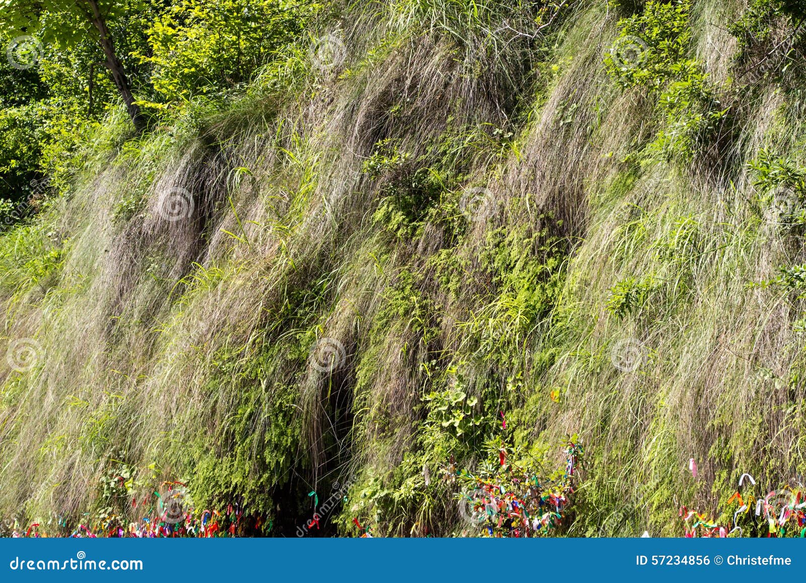 Photo of Grass Growing on a Rock Stock Photo - Image of journey ...