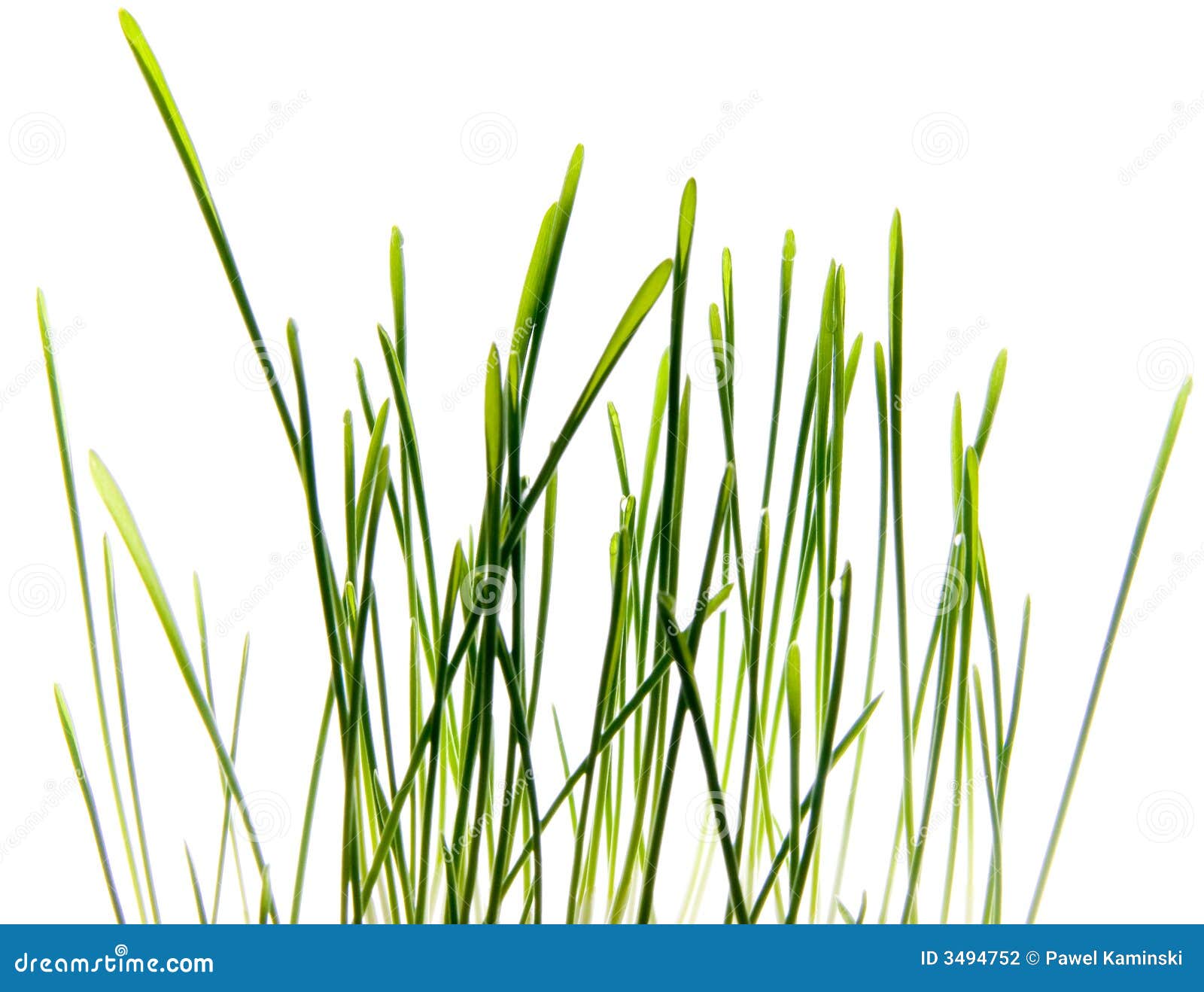 Photo of grass isolated stock photo. Image of blurred - 3494752
