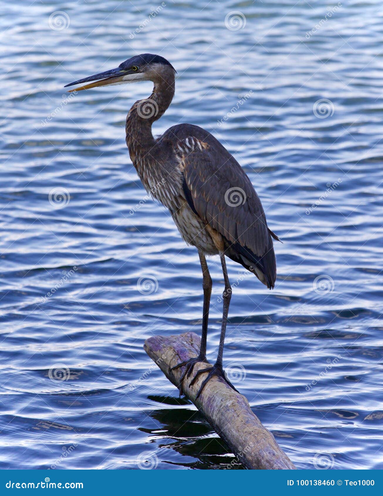 Image of a Great Blue Heron Standing on a Log Stock Photo - Image of ...