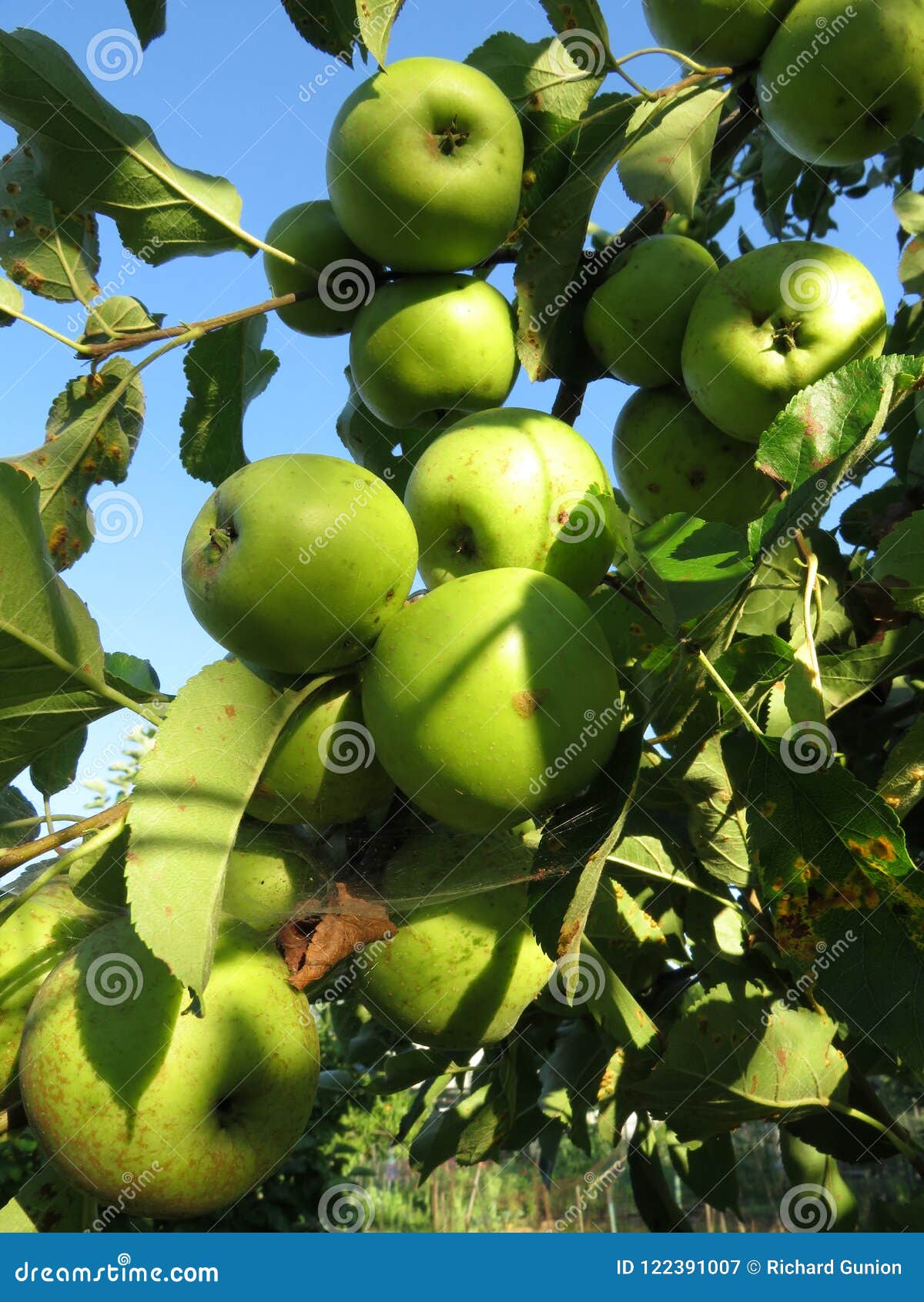 Green Apples Ready for Picking Stock Image - Image of fruit, food ...