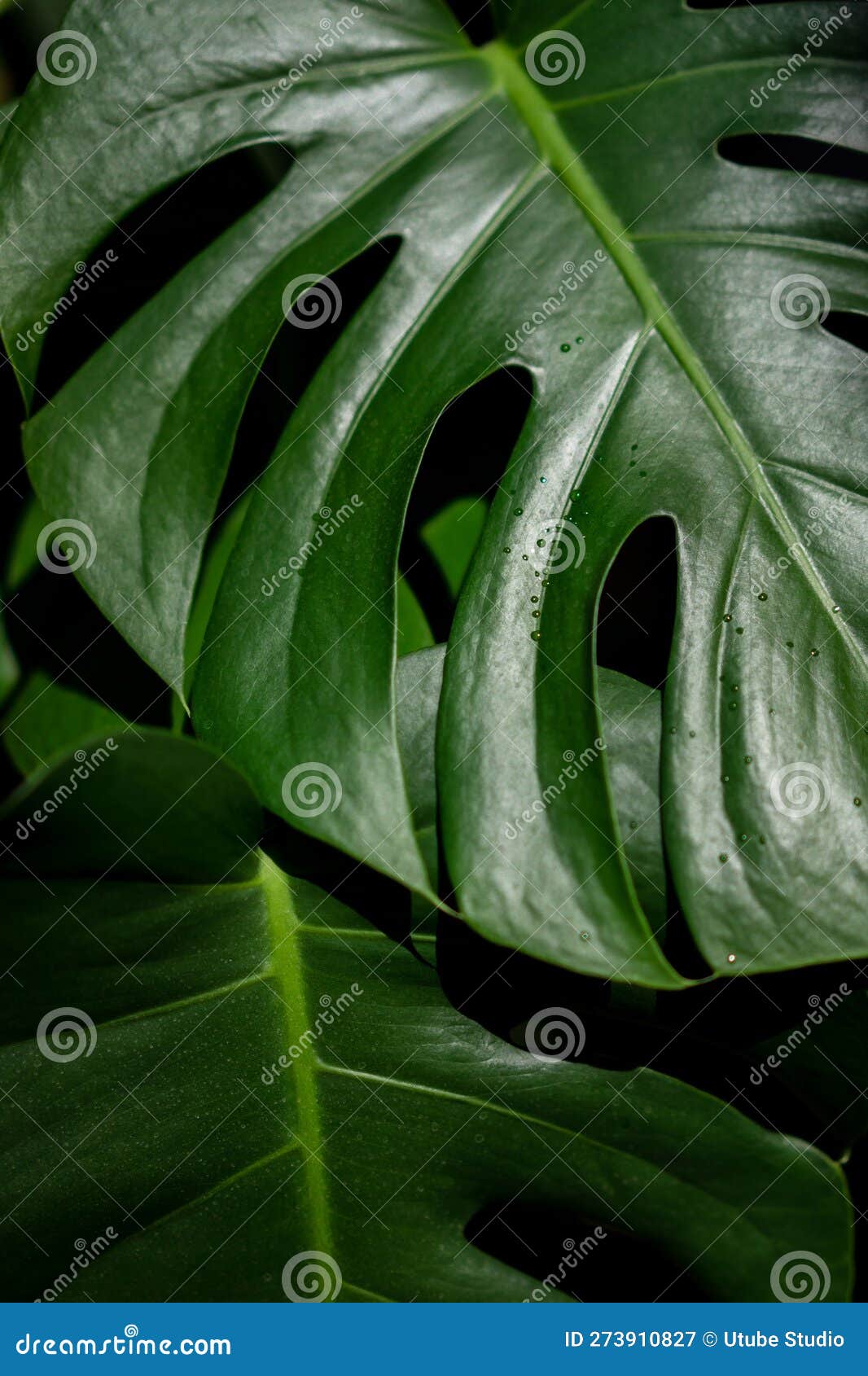 Photo of Green and Fresh Leaves Stock Image - Image of flower, nature ...