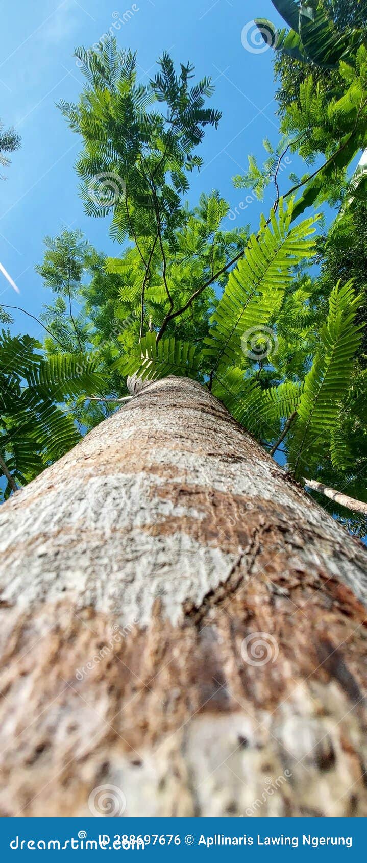 Photo of a Green and Fresh Petai Tree Stock Photo - Image of grass ...