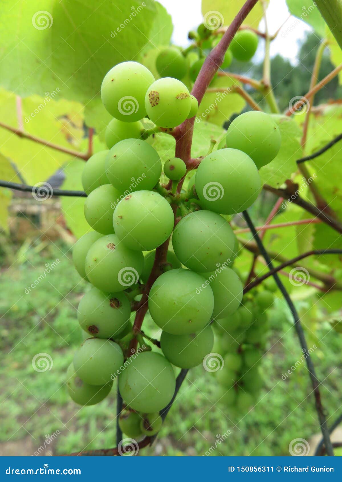 Green Grapes Ready for Picking in Spring Stock Image - Image of grapes ...
