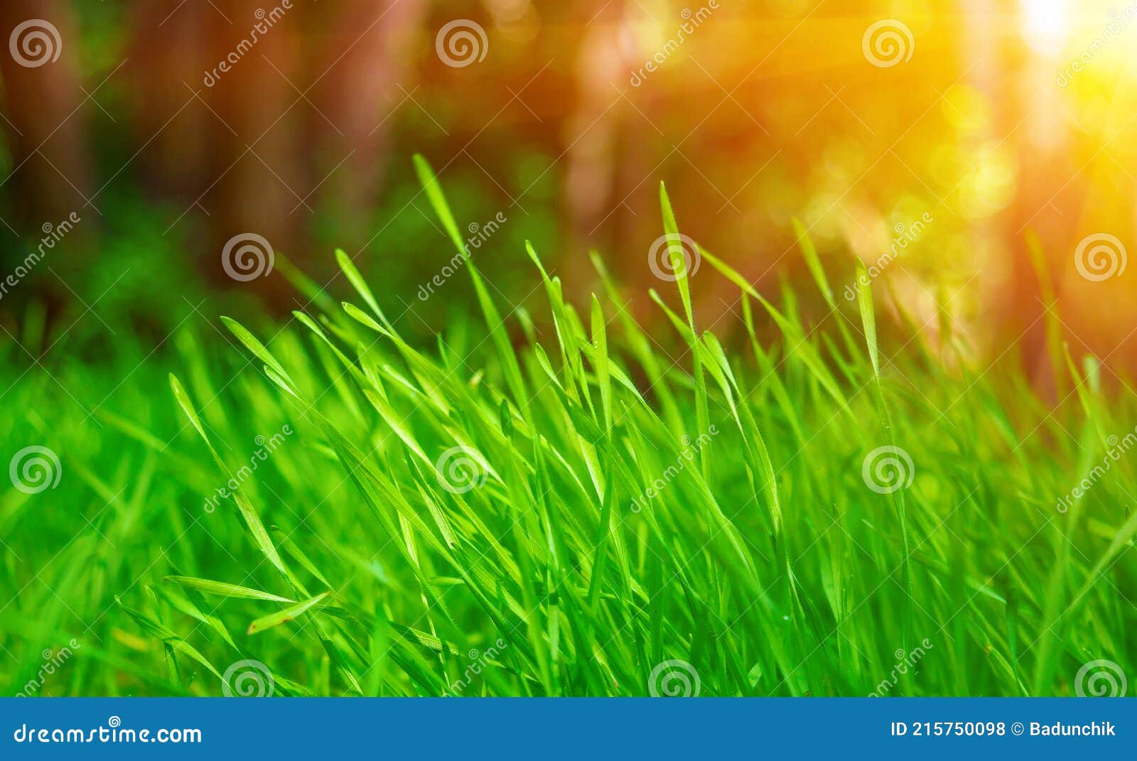 Photo of Green Grass on the Trees Background with Sun Stock Photo ...