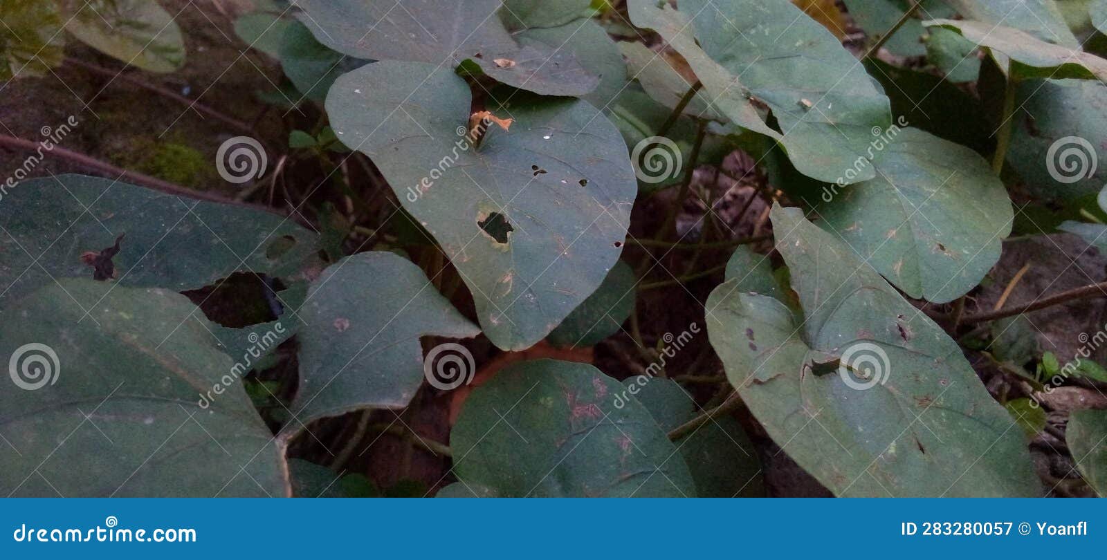 Photo of Green Leaves Growing on the Ground Stock Image - Image of ...