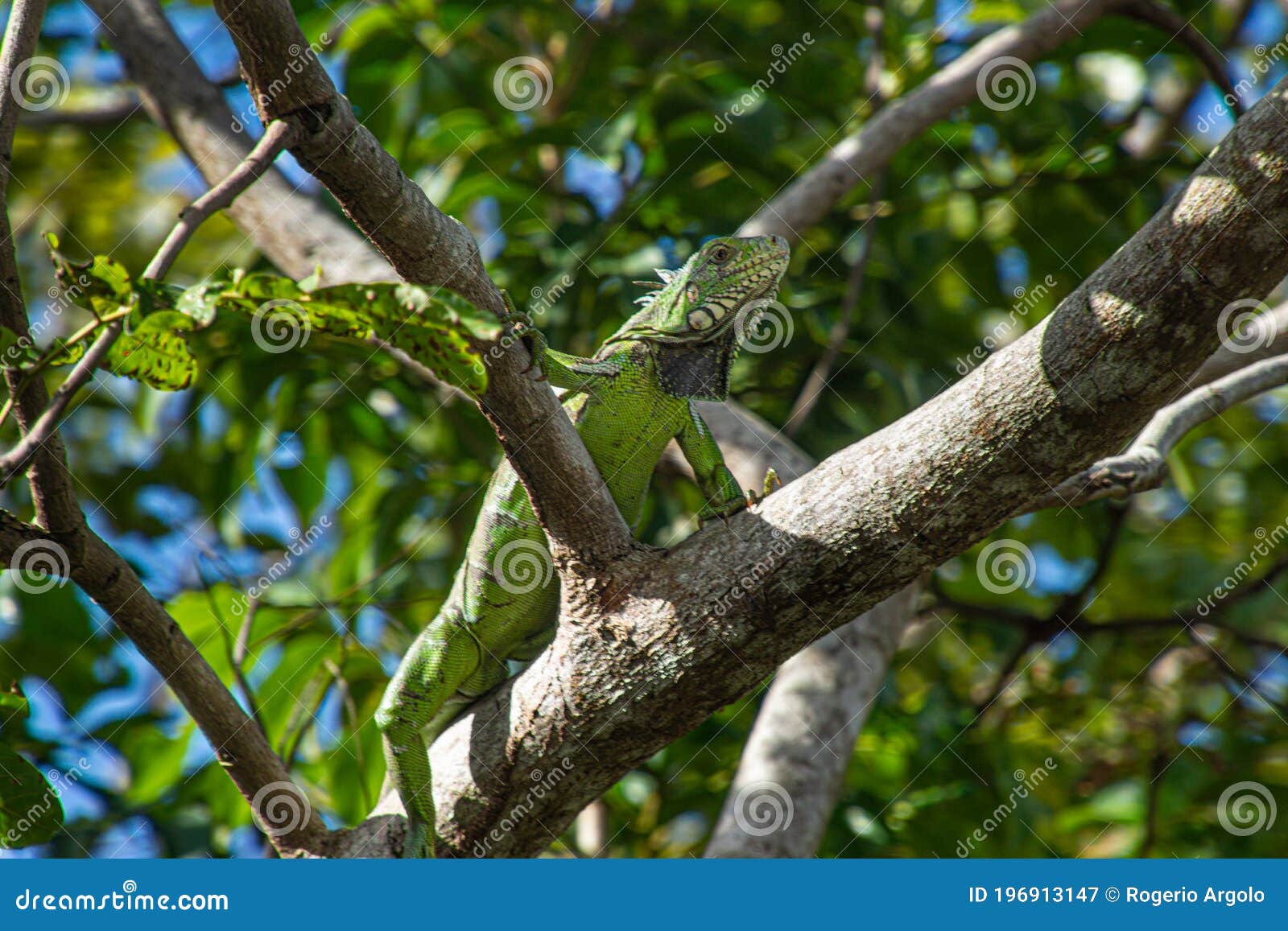 A Green Lizard on a Tree Branch Stock Image - Image of lizard, phoa ...